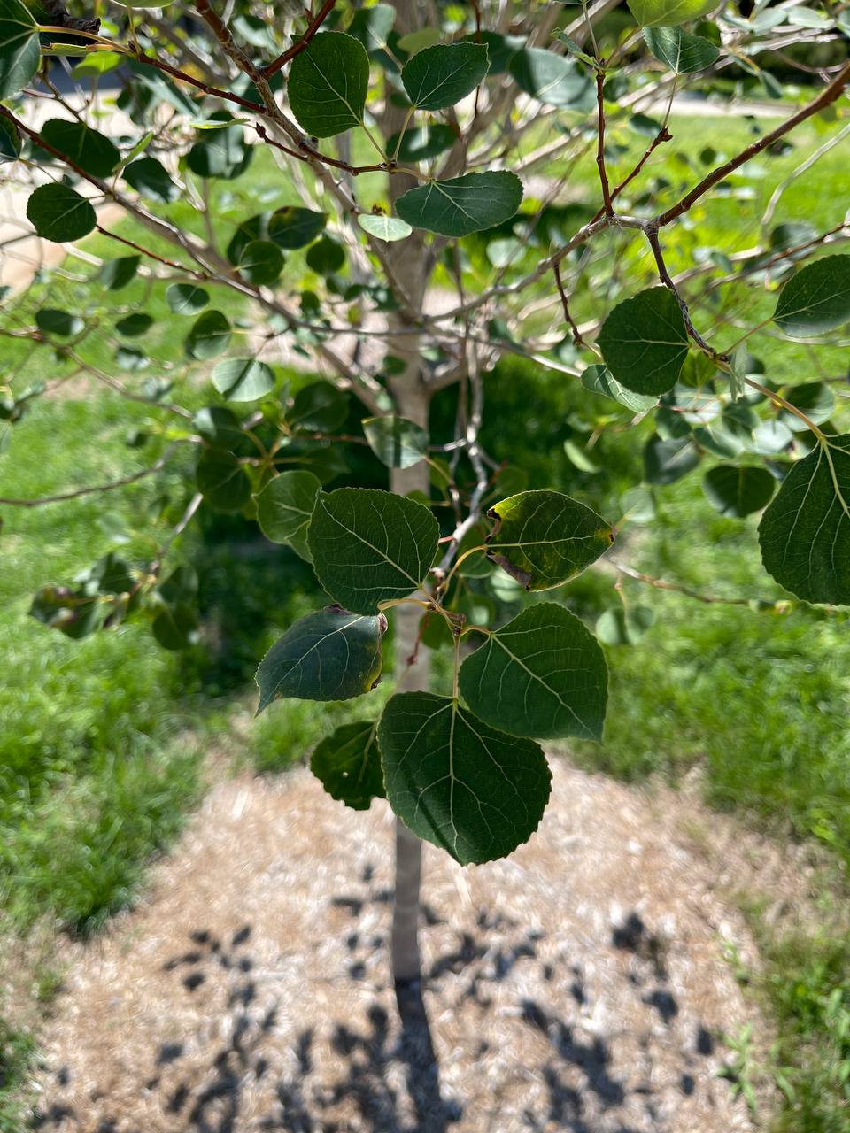 Populus tremuloides – Purdue Arboretum Explorer