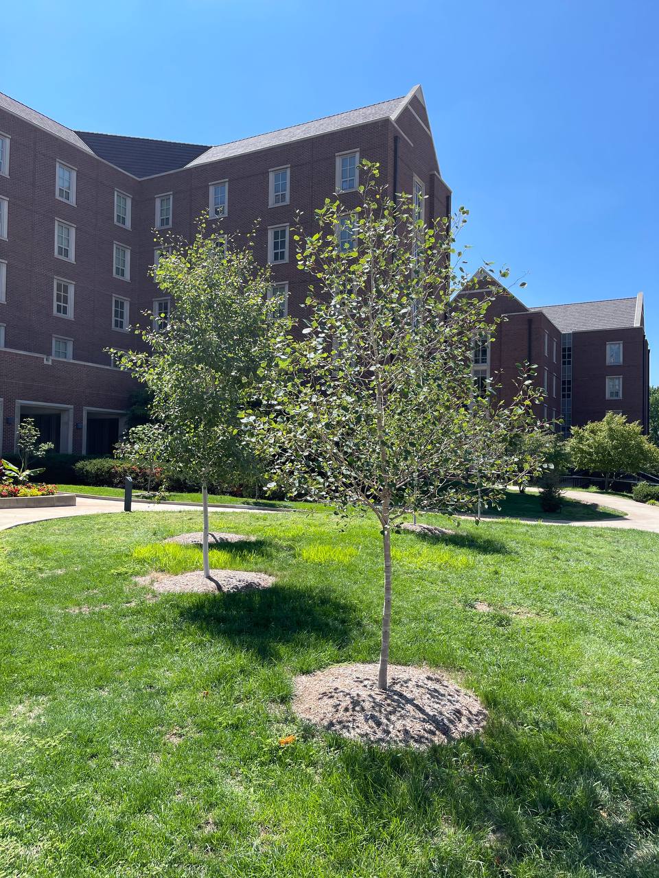 Populus tremuloides – Purdue Arboretum Explorer