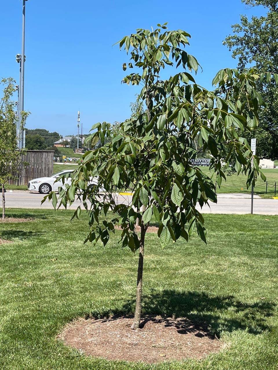 Carya laciniosa – Purdue Arboretum Explorer