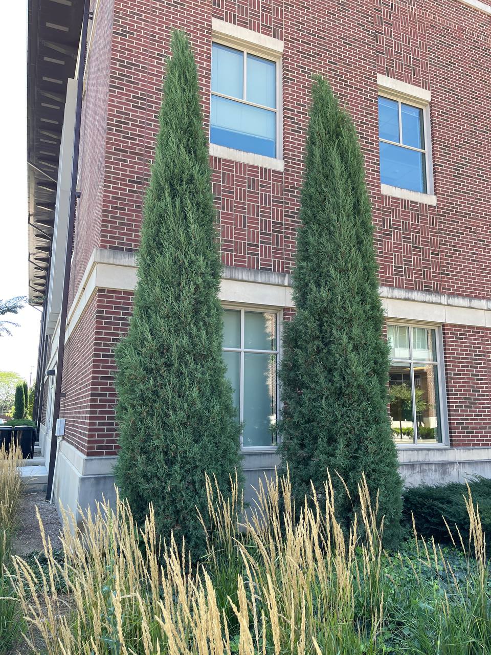 Juniperus virginiana ‘Taylor’ – Purdue Arboretum Explorer