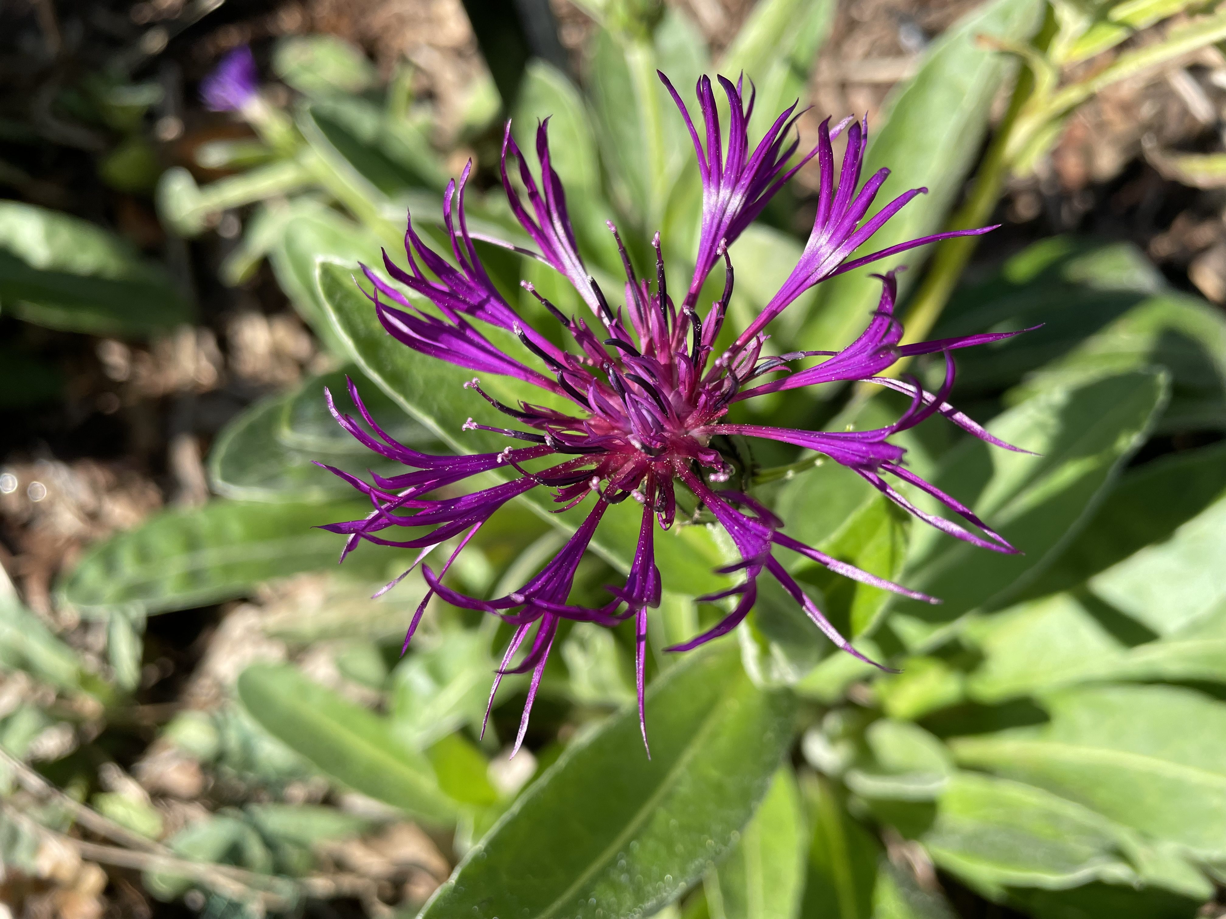Centaurea montana ‘Amethyst Dream’ [sold as Amethyst Dream Mountain ...