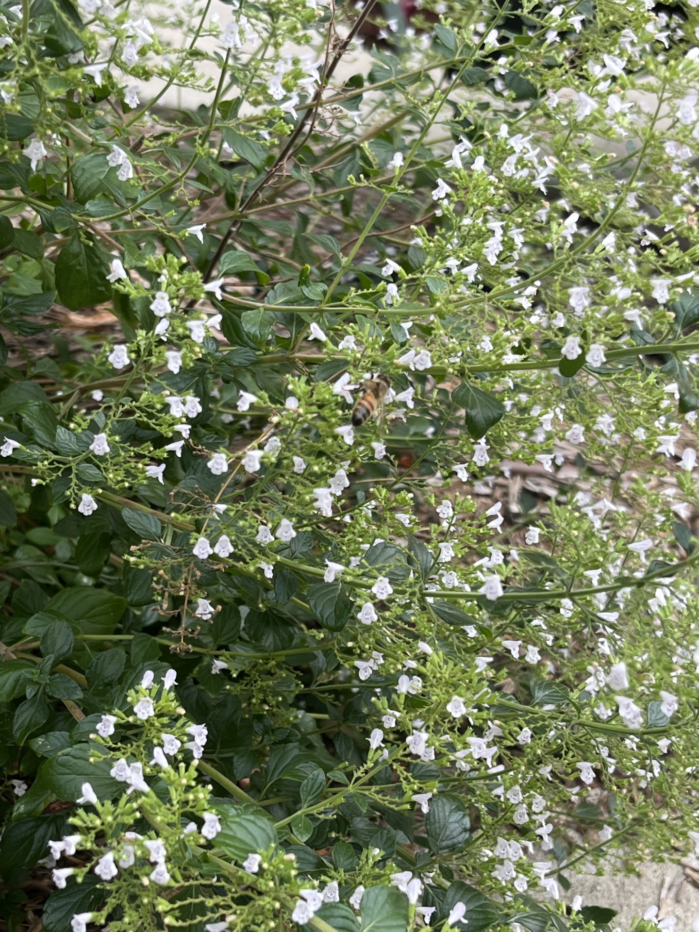 Calamintha nepeta ‘Montrose White’ – Purdue Arboretum Explorer