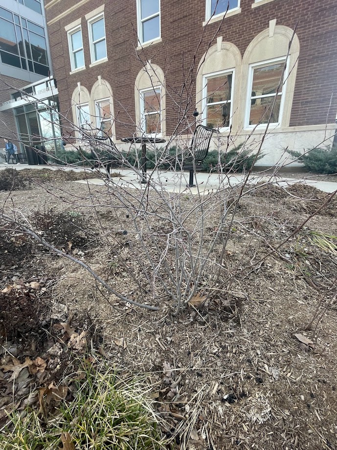 Aronia melanocarpa – Purdue Arboretum Explorer