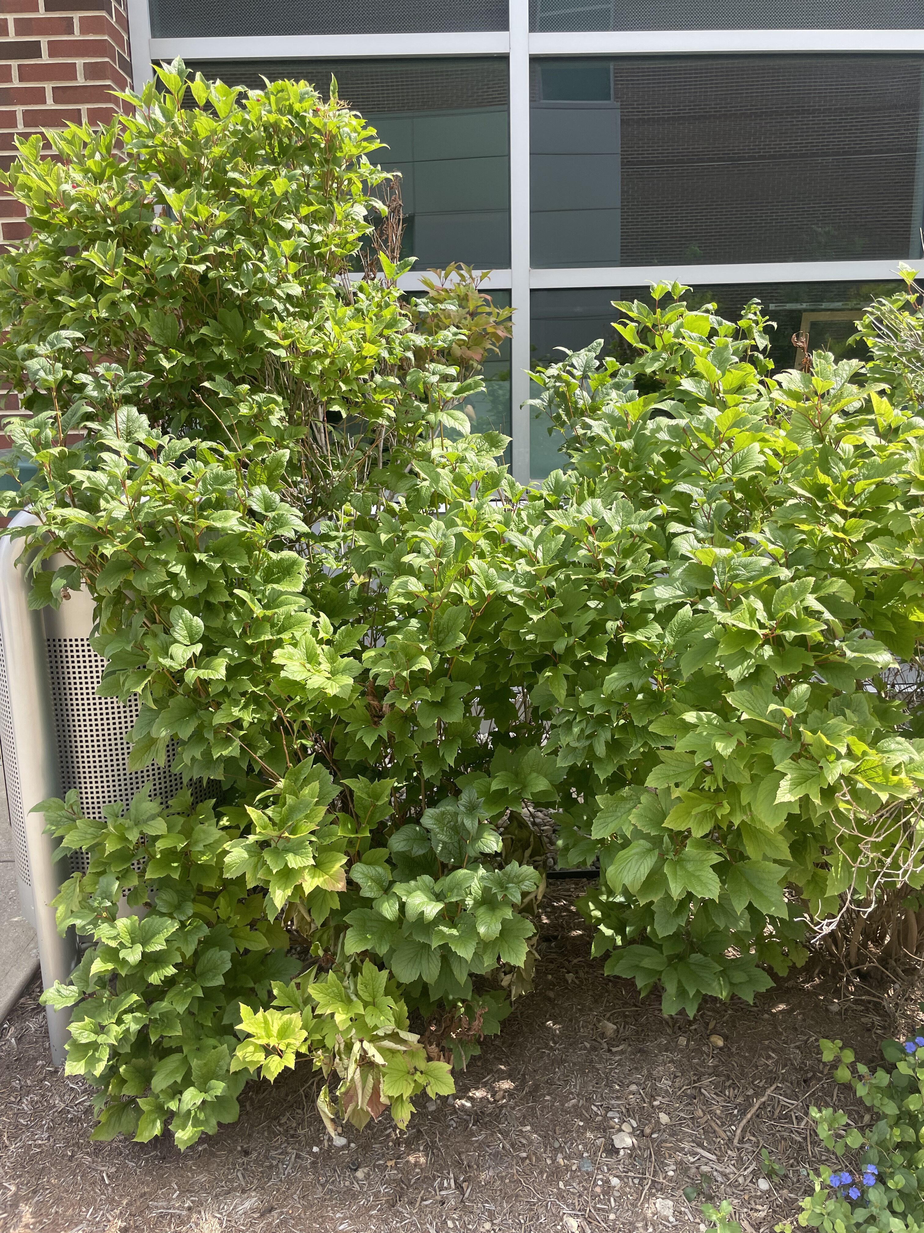 Viburnum trilobum ‘Bailey Compact’ – Purdue Arboretum Explorer