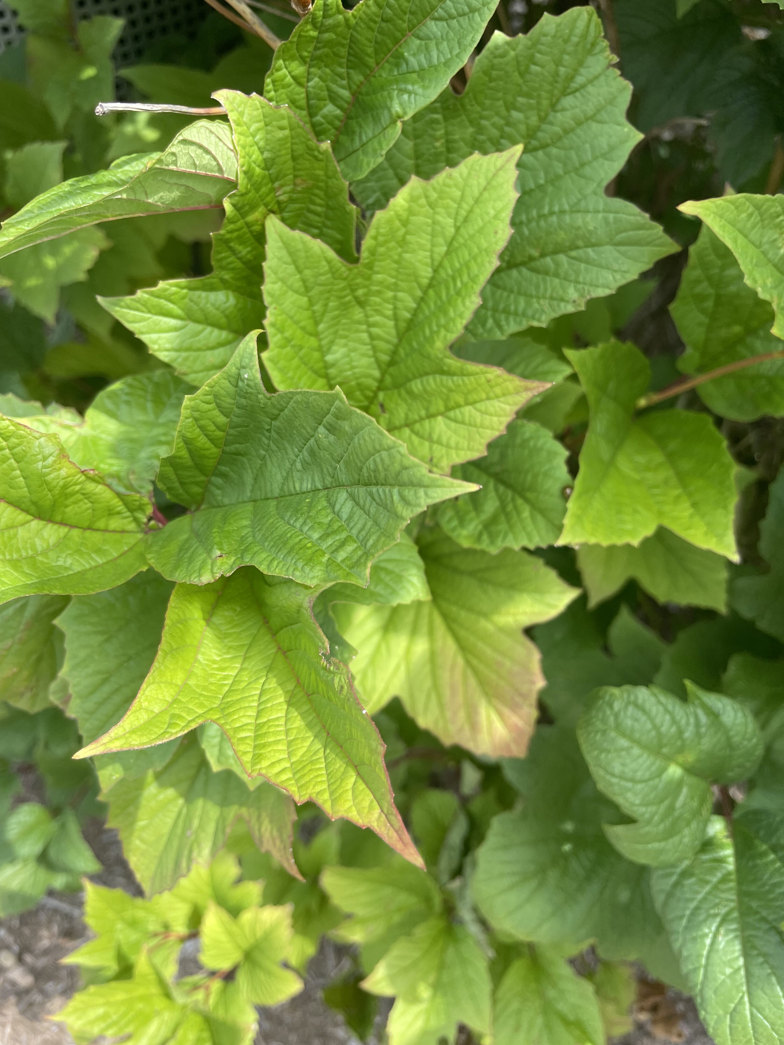 Viburnum trilobum ‘Bailey Compact’ – Purdue Arboretum Explorer