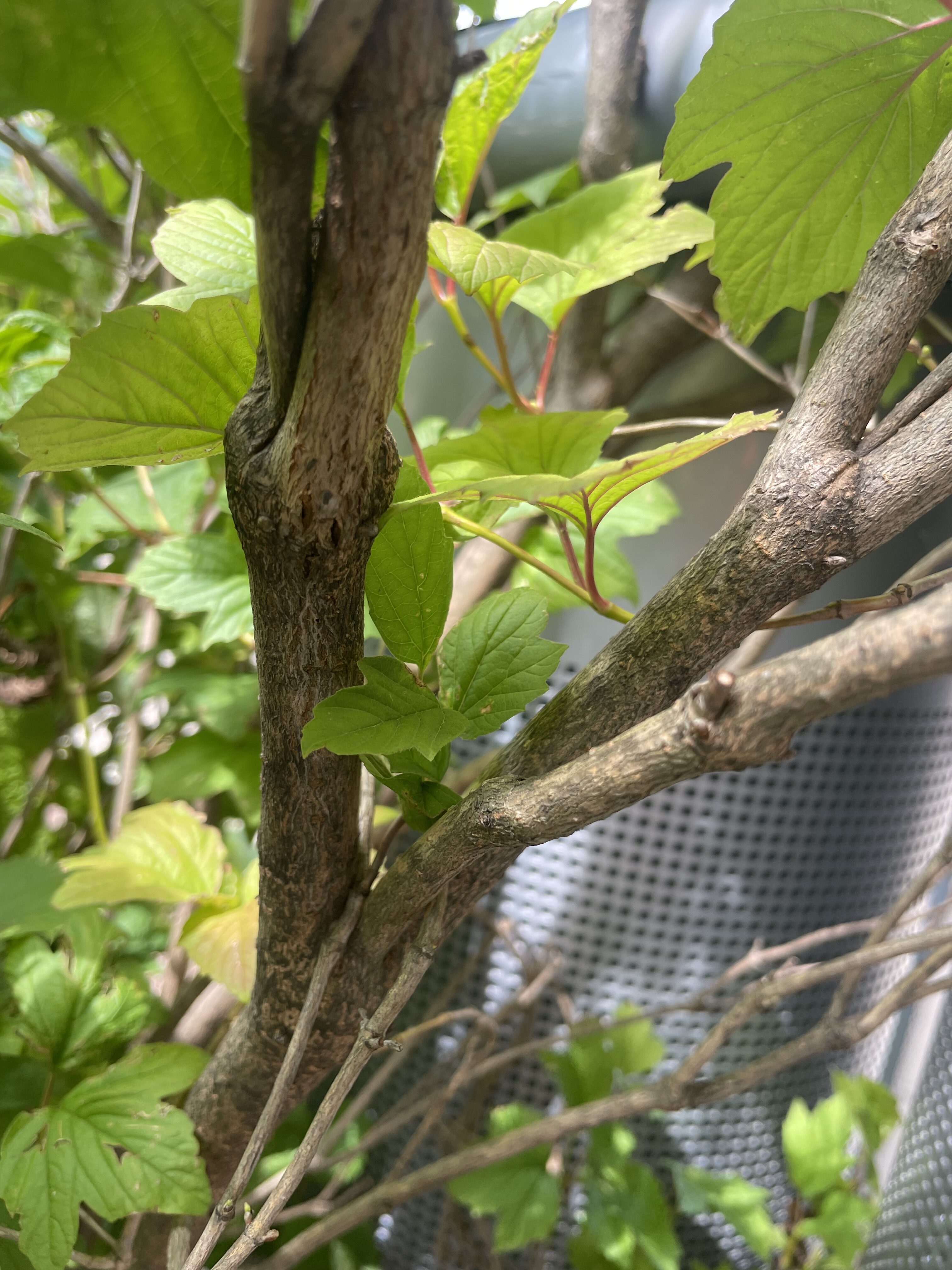 Viburnum trilobum ‘Bailey Compact’ – Purdue Arboretum Explorer