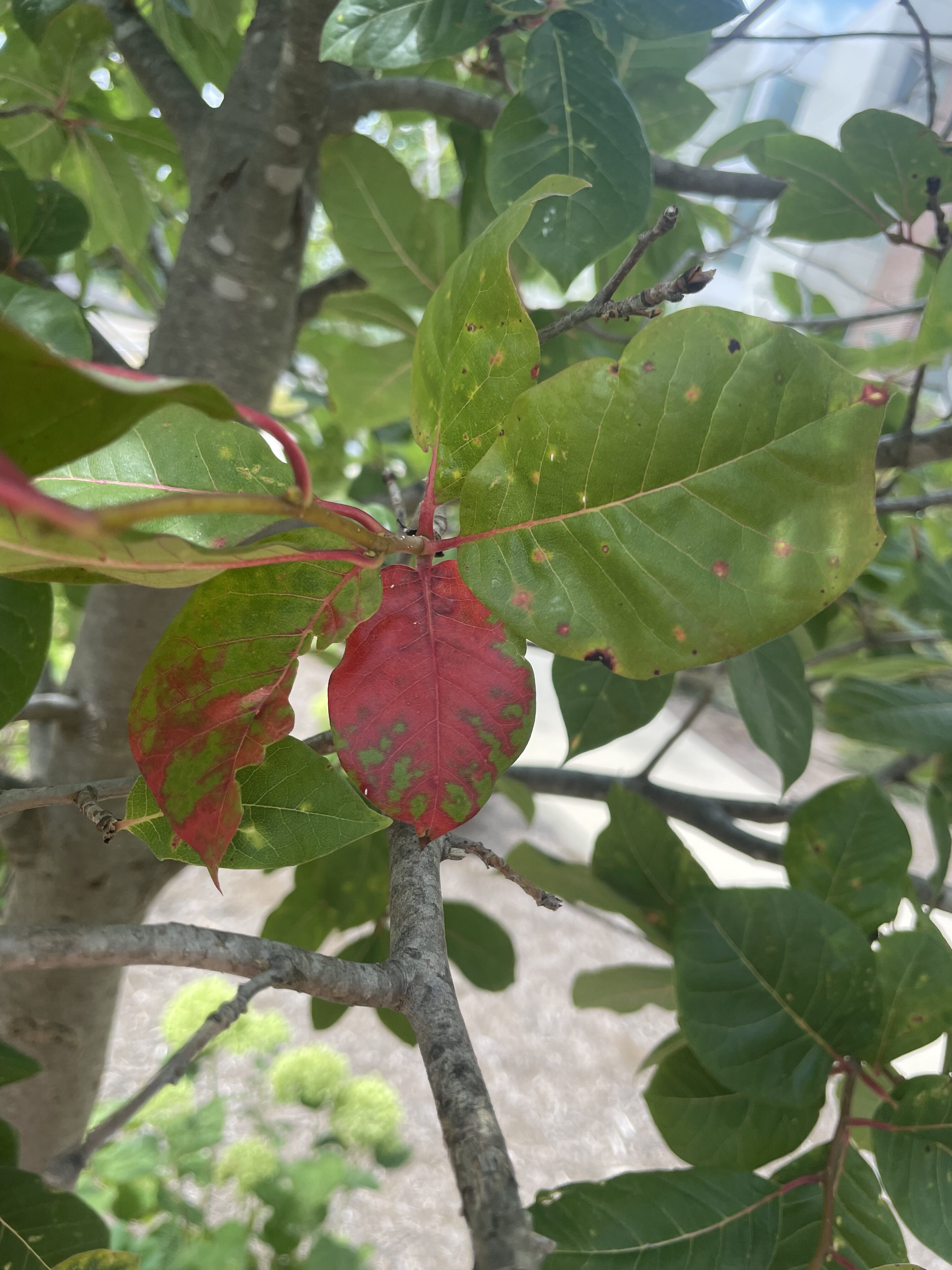 Nyssa sylvatica ‘Wildfire’ – Purdue Arboretum Explorer