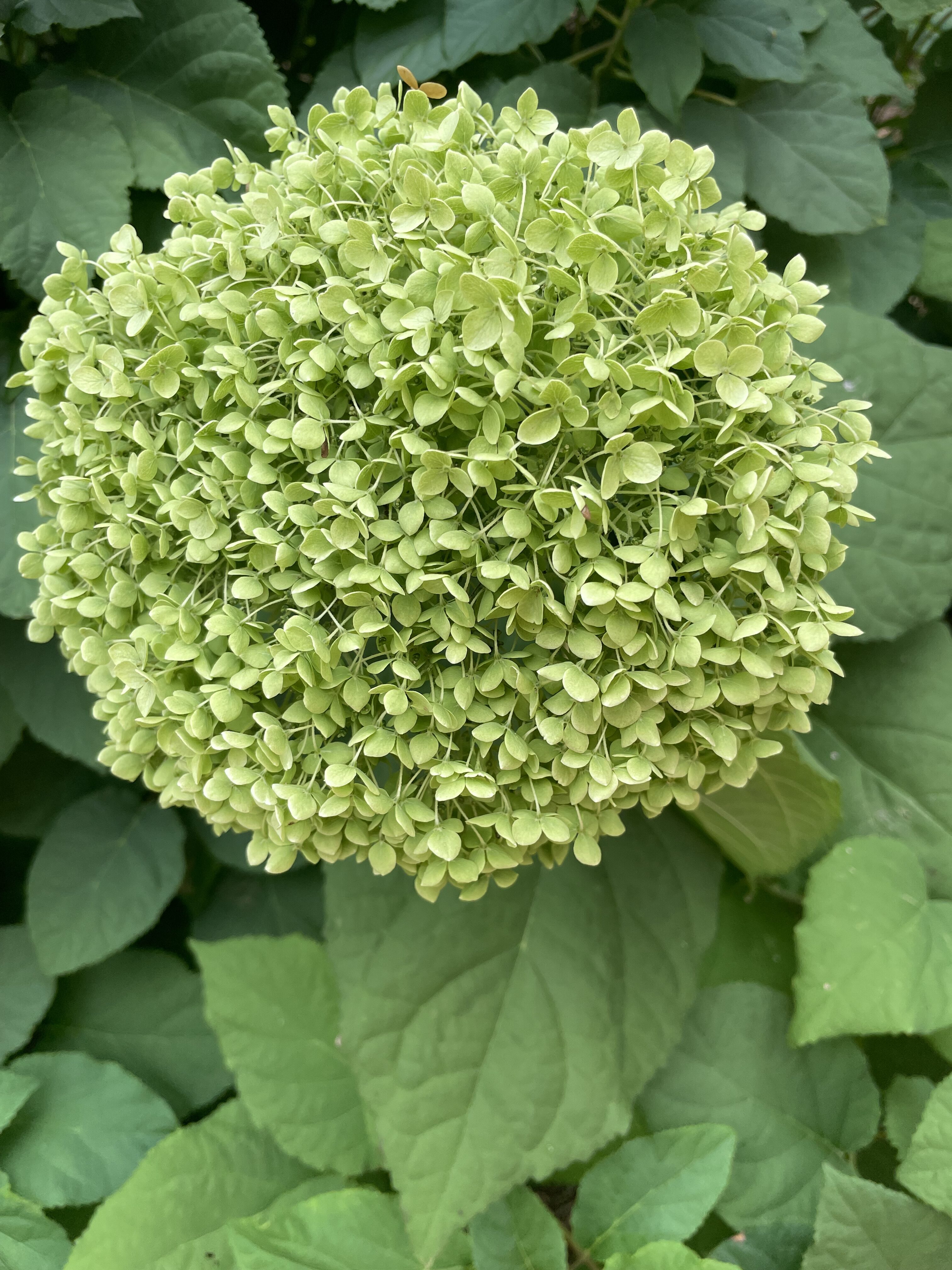 Hydrangea arborescens – Purdue Arboretum Explorer