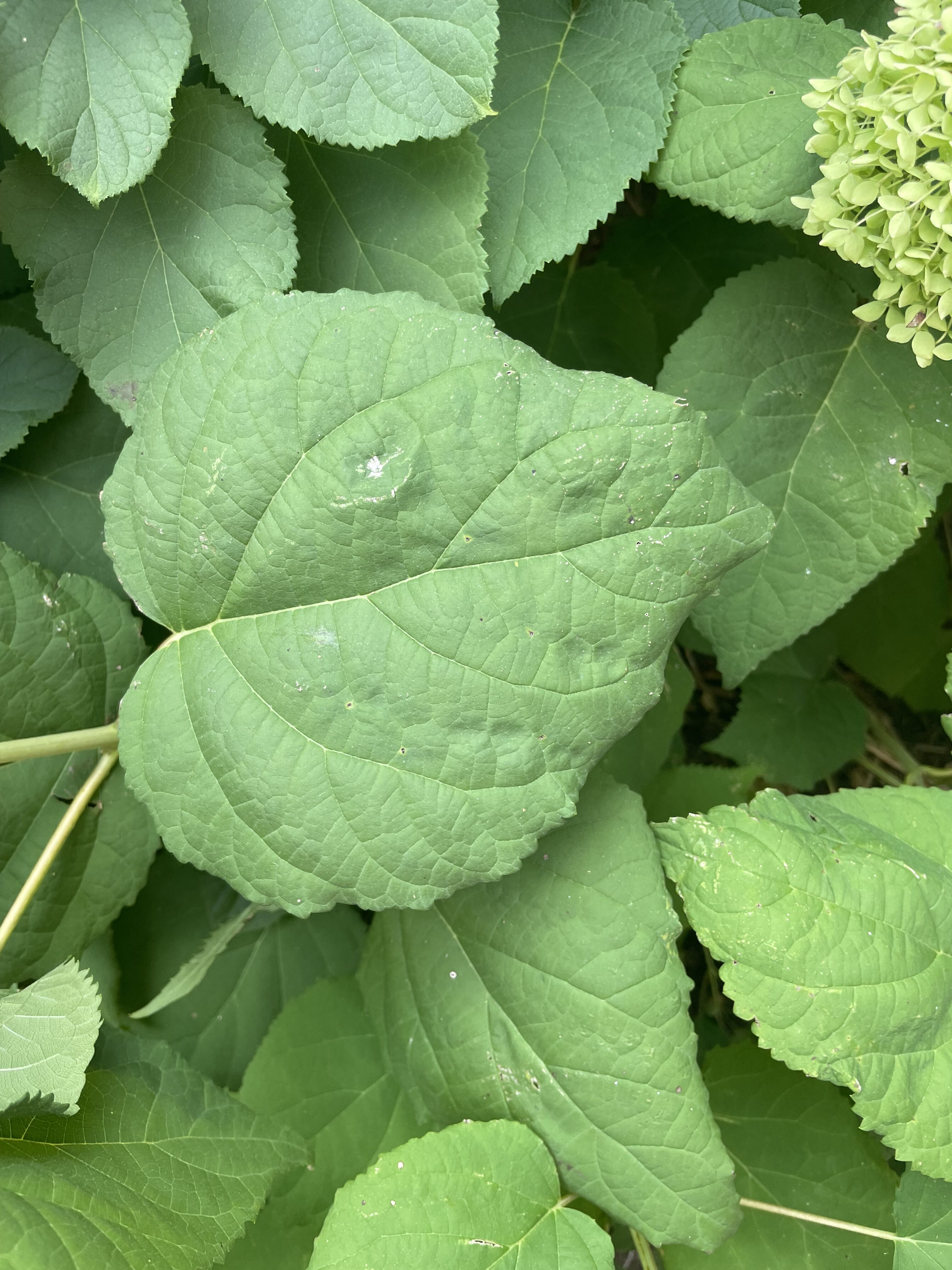 Hydrangea arborescens – Purdue Arboretum Explorer