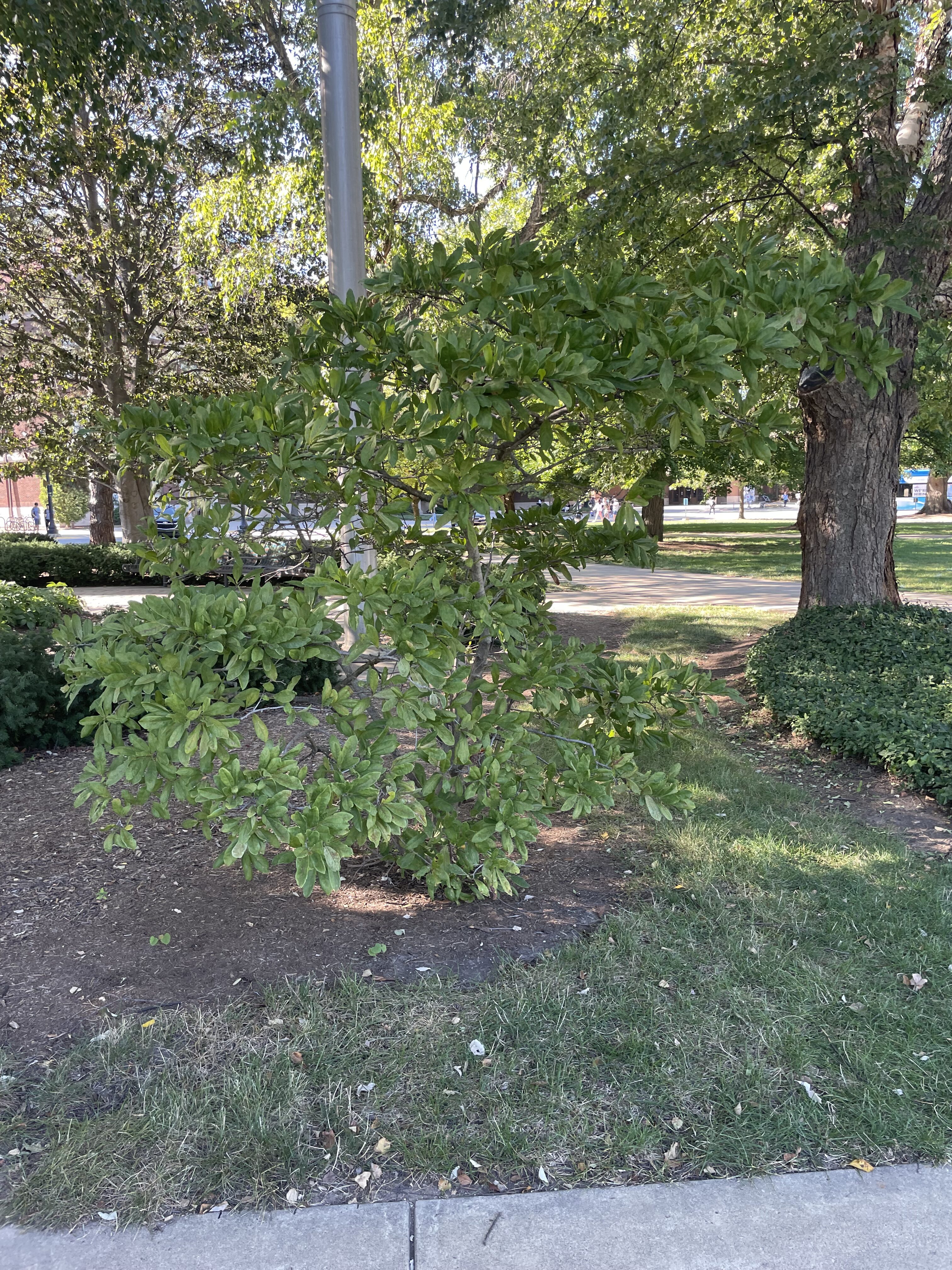 Magnolia stellata ‘Royal Star’ – Purdue Arboretum Explorer