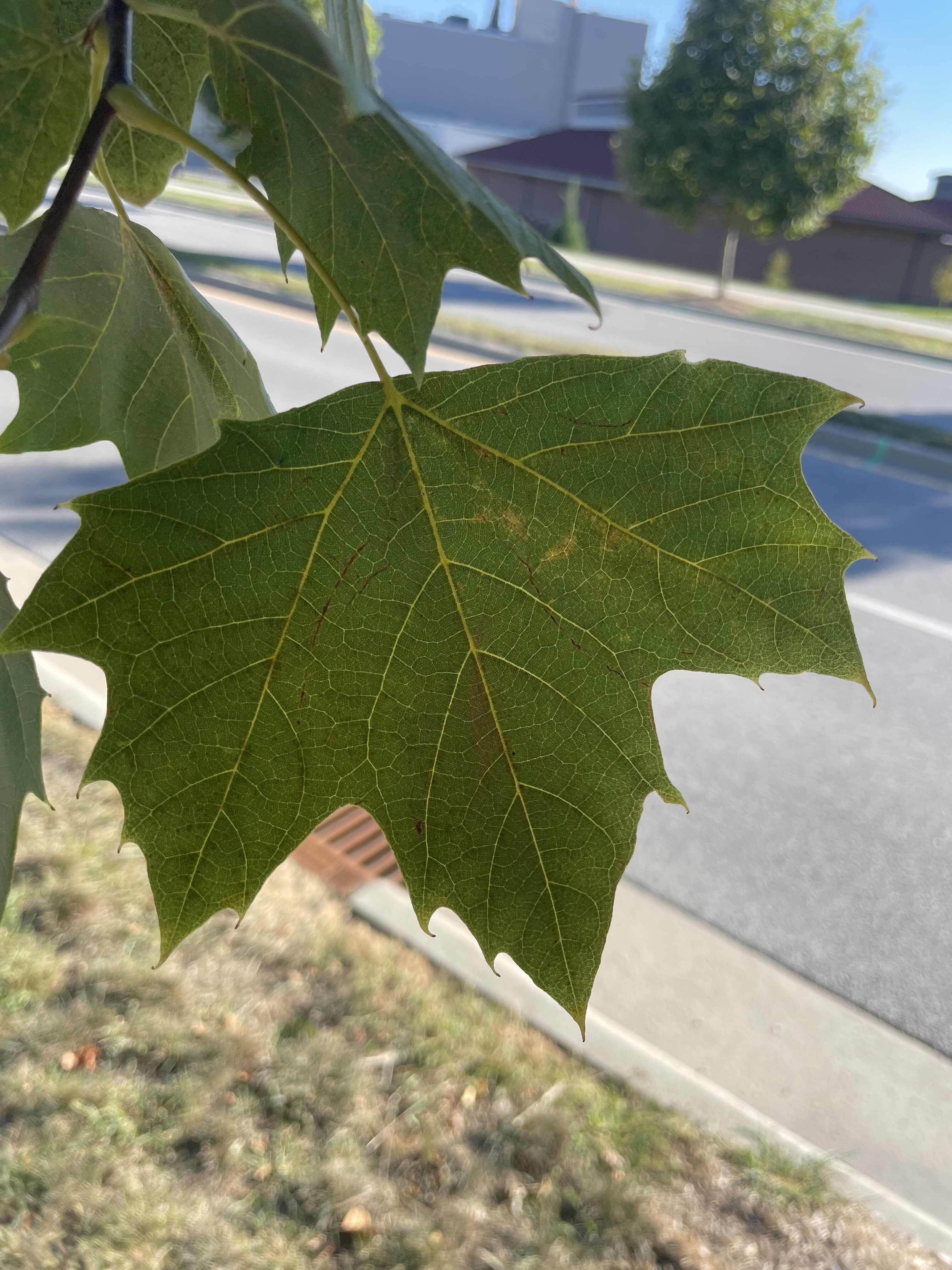 Platanus × acerifolia ‘Morton Circle’ [sold as EXCLAMATION!™] – Purdue ...
