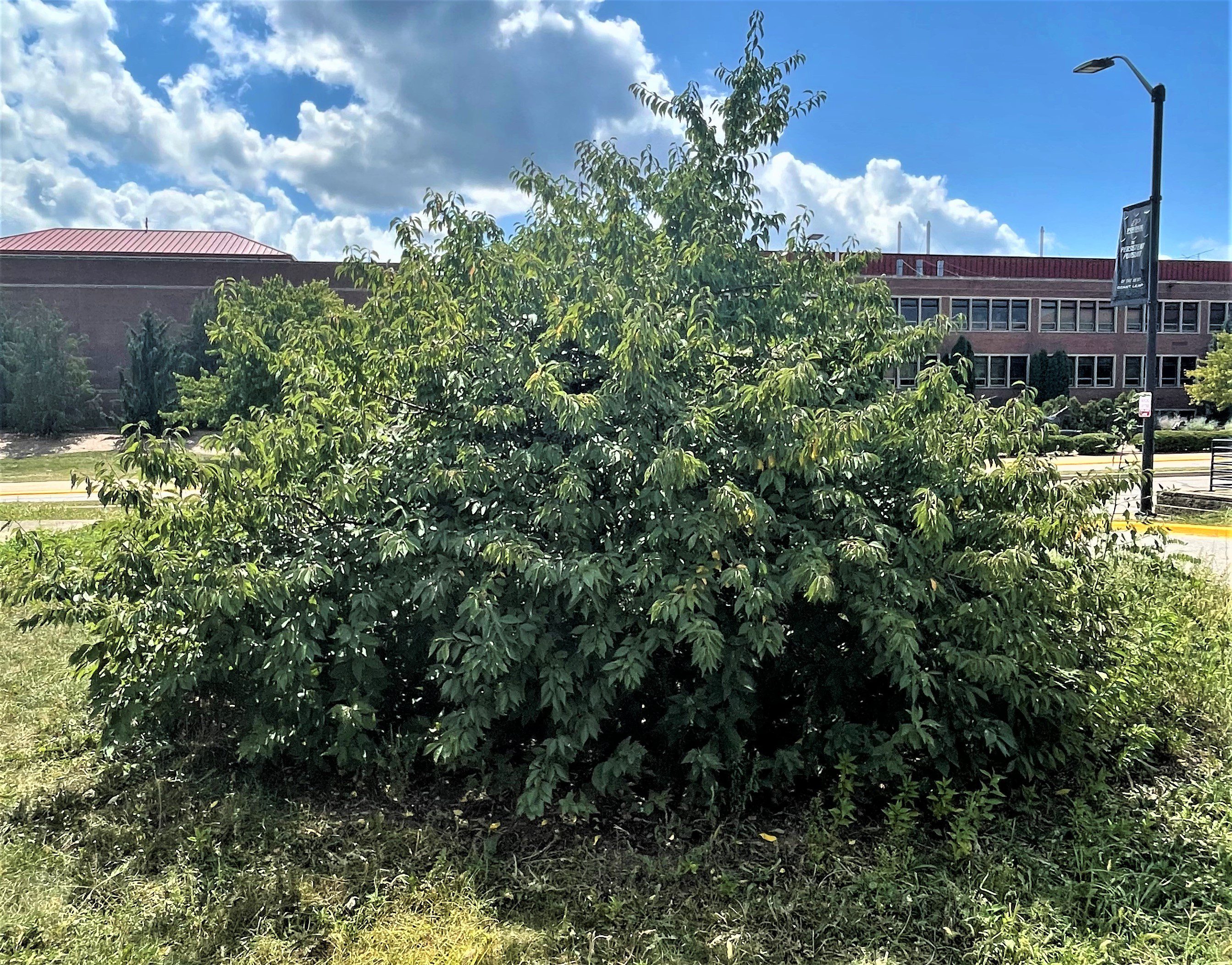 Prunus americana – Purdue Arboretum Explorer