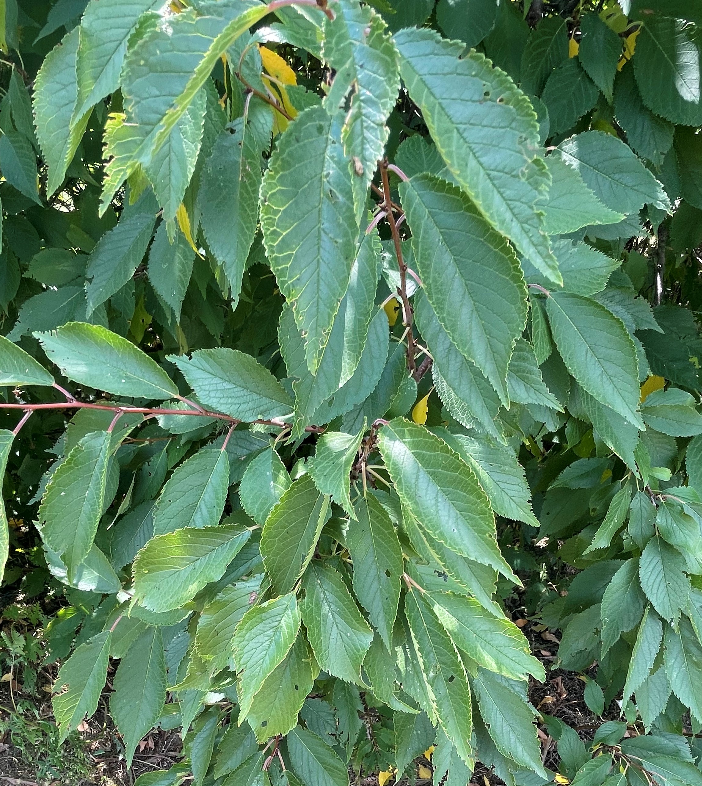 Prunus americana – Purdue Arboretum Explorer