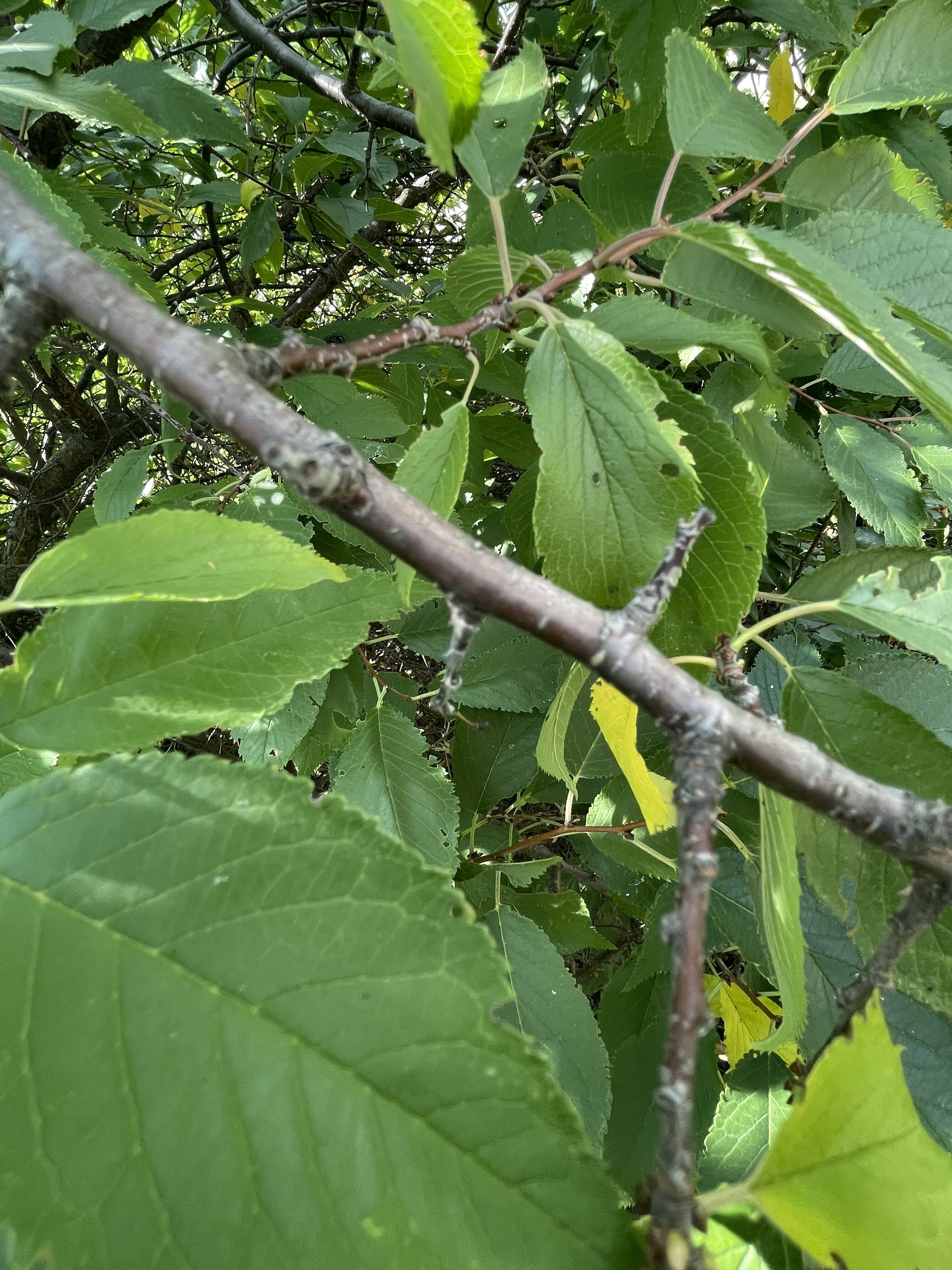 Prunus americana – Purdue Arboretum Explorer