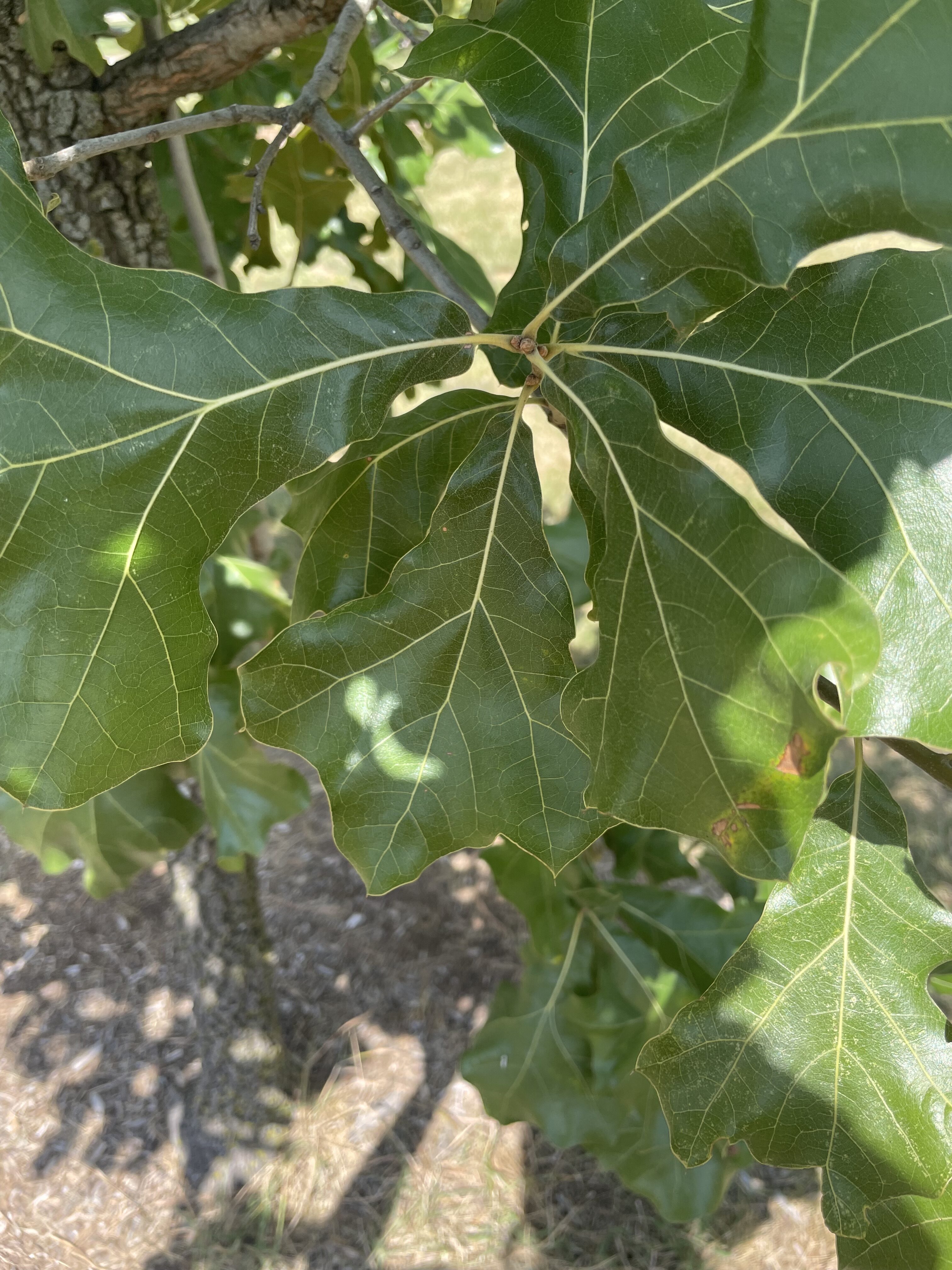Quercus marilandica – Purdue Arboretum Explorer