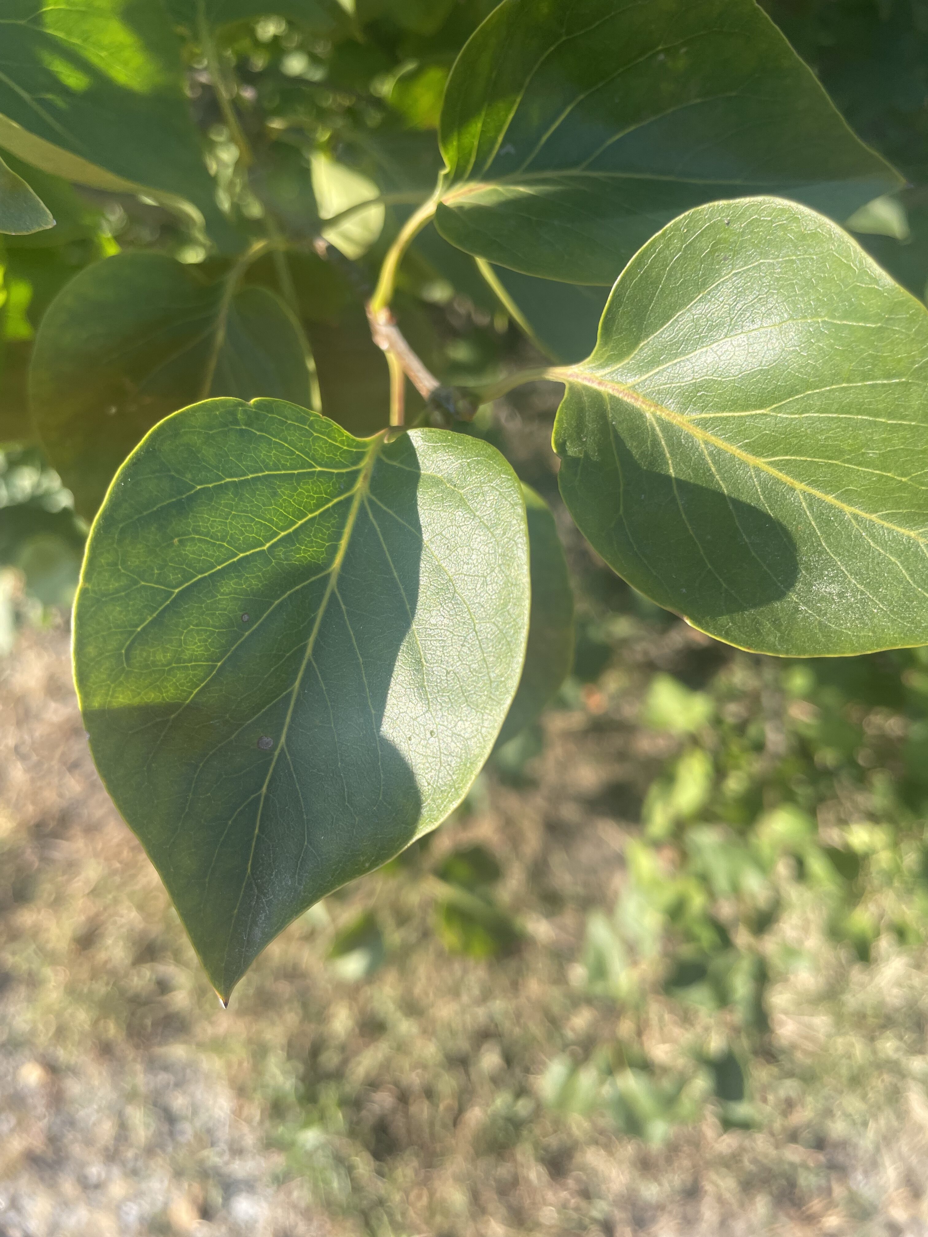 Syringa sp. – Purdue Arboretum Explorer