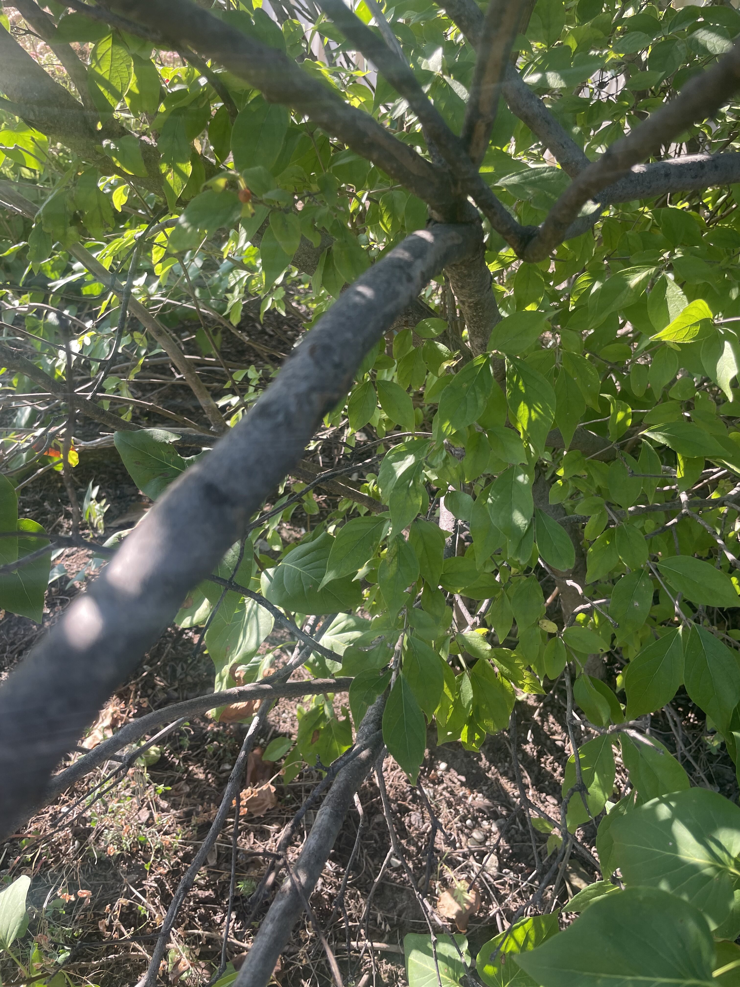 Syringa sp. – Purdue Arboretum Explorer