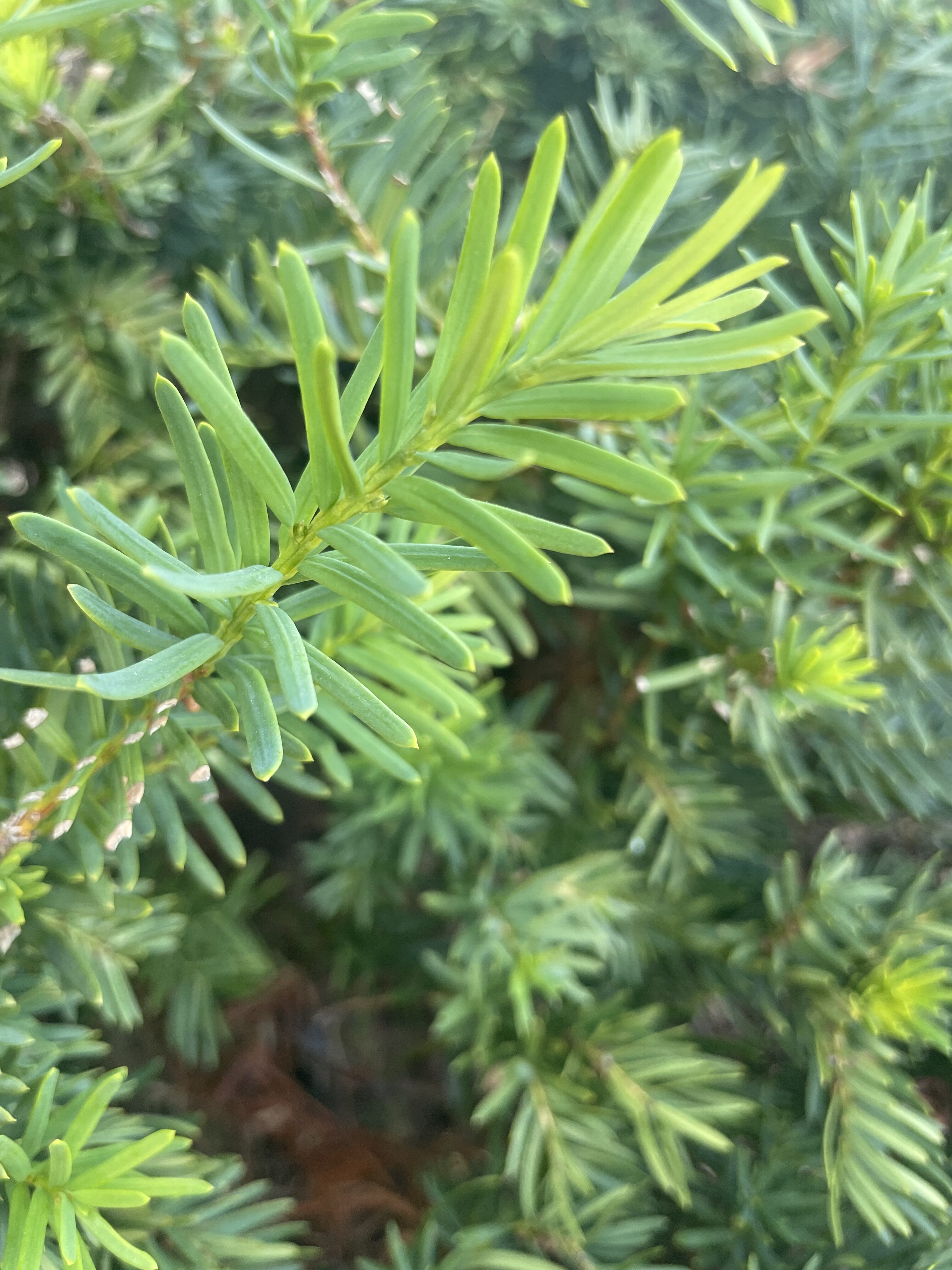Taxus sp. – Purdue Arboretum Explorer