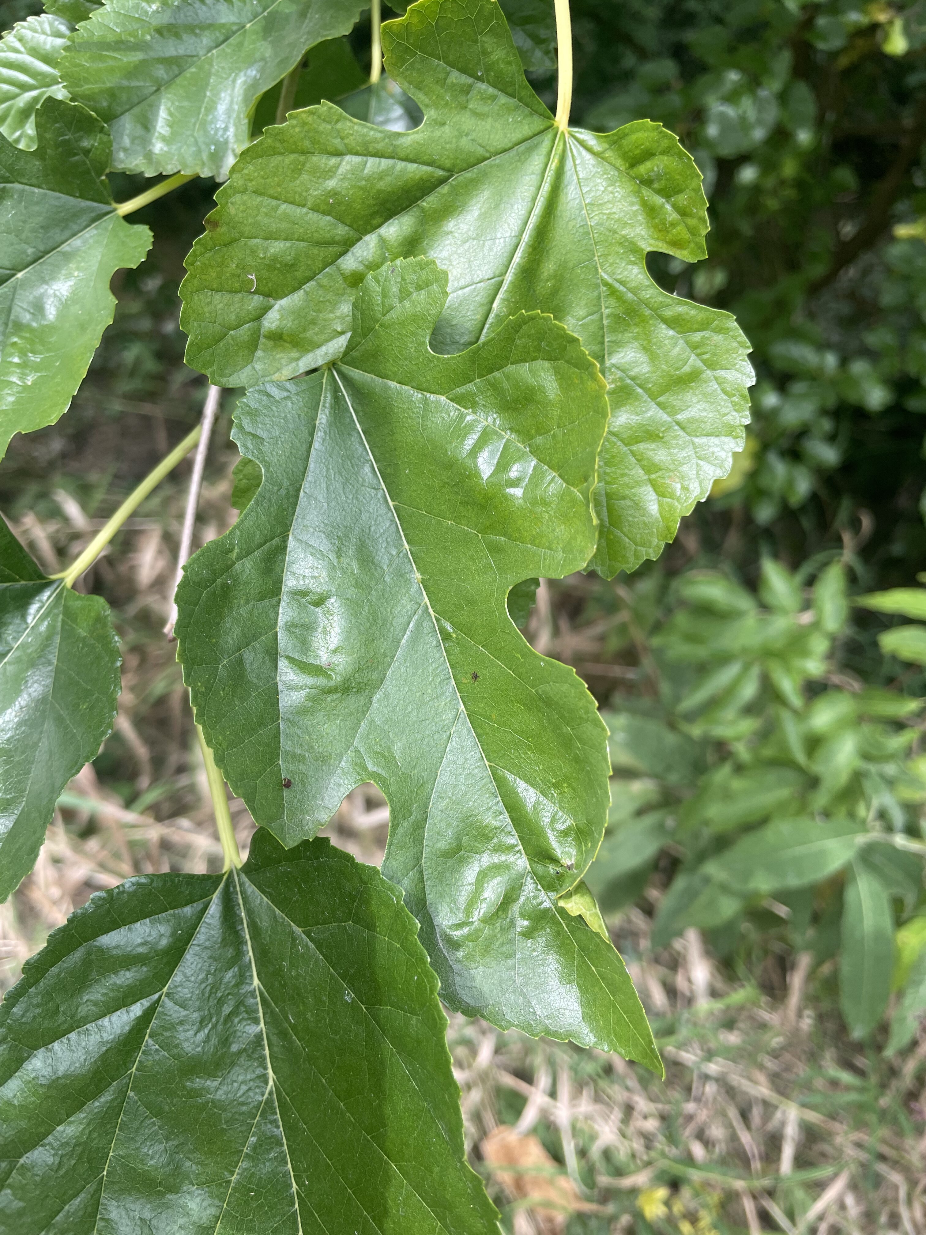 Morus alba – Purdue Arboretum Explorer