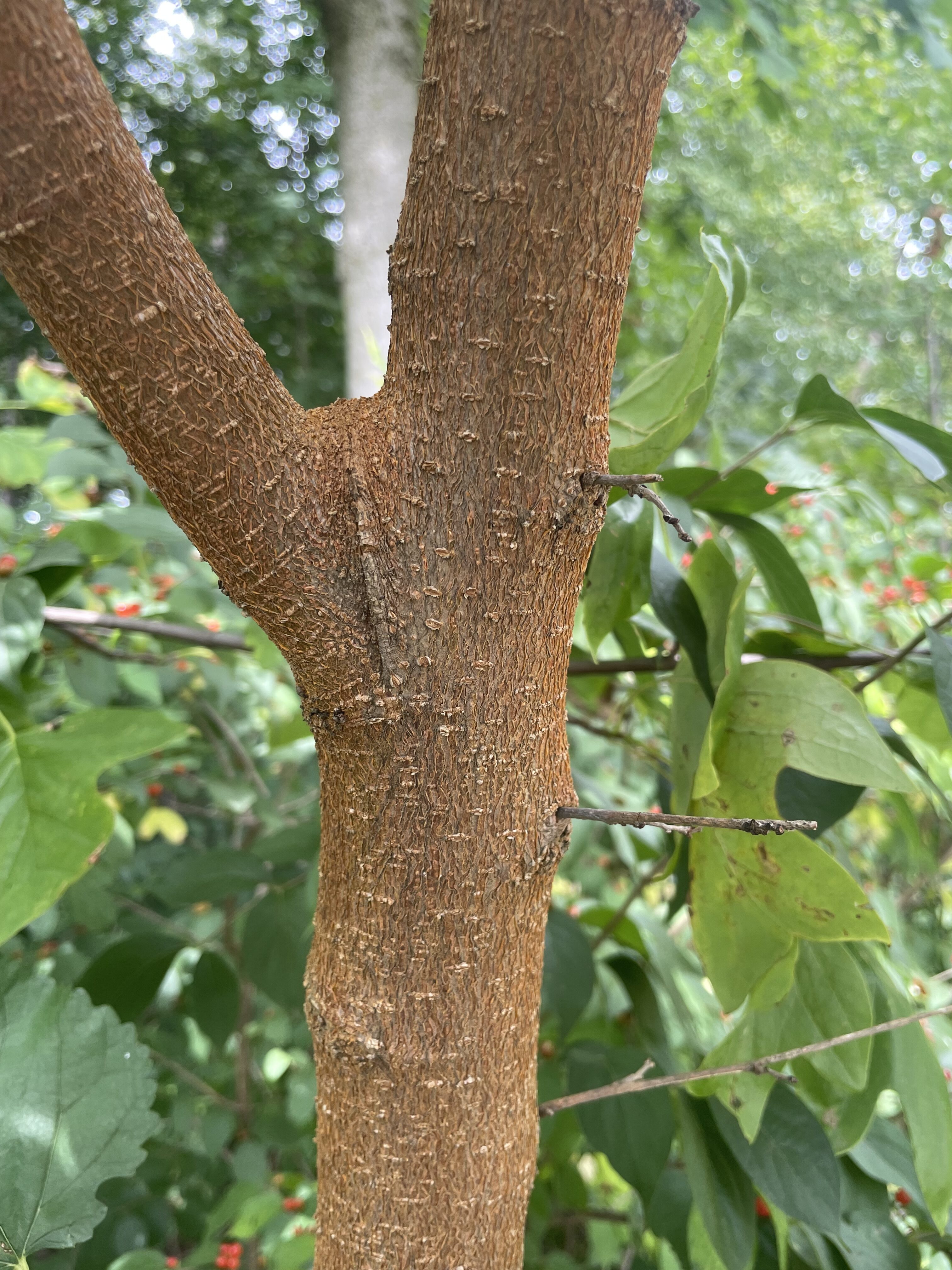 Morus alba – Purdue Arboretum Explorer