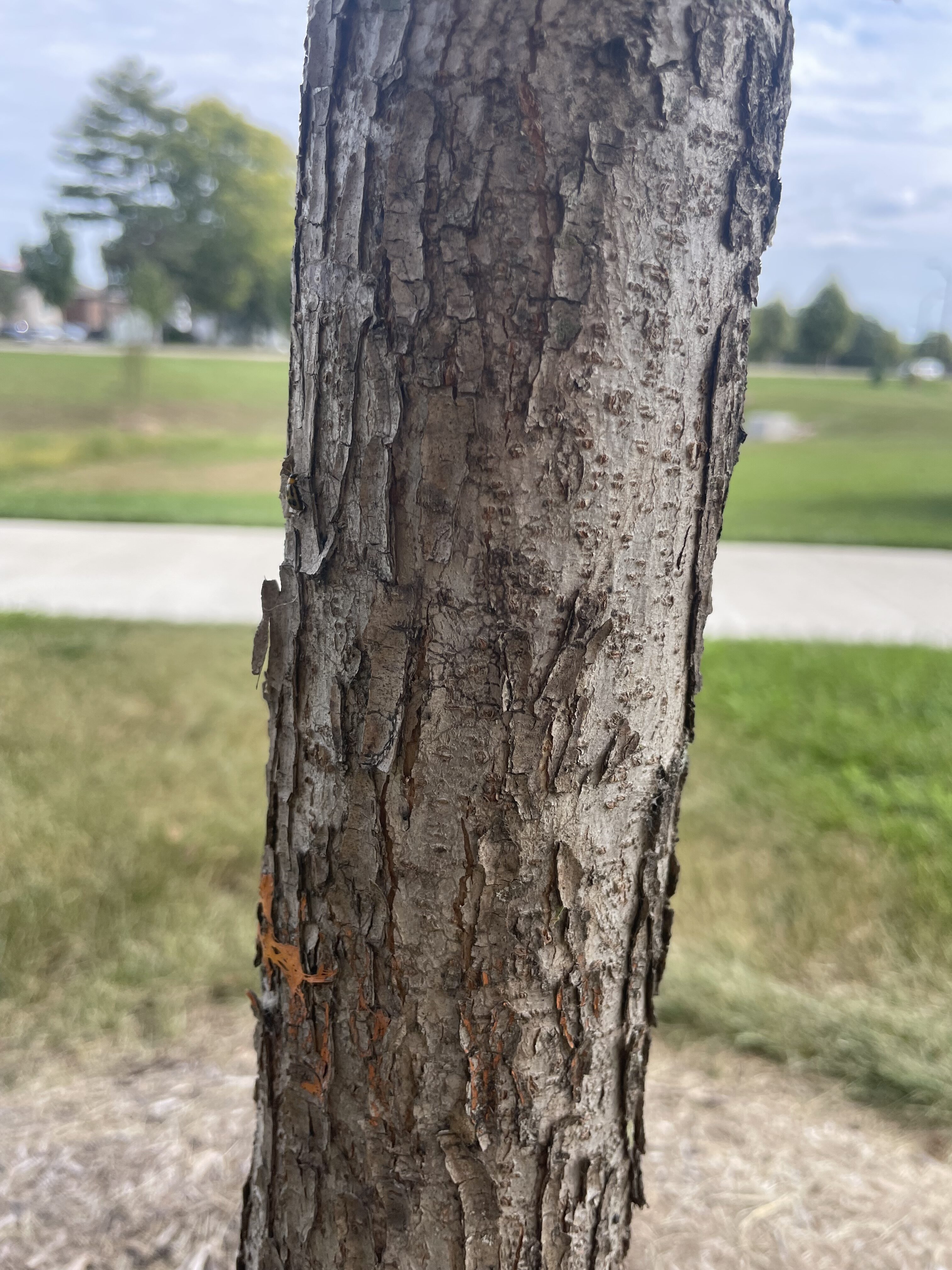 Ulmus americana ‘Jefferson’ – Purdue Arboretum Explorer