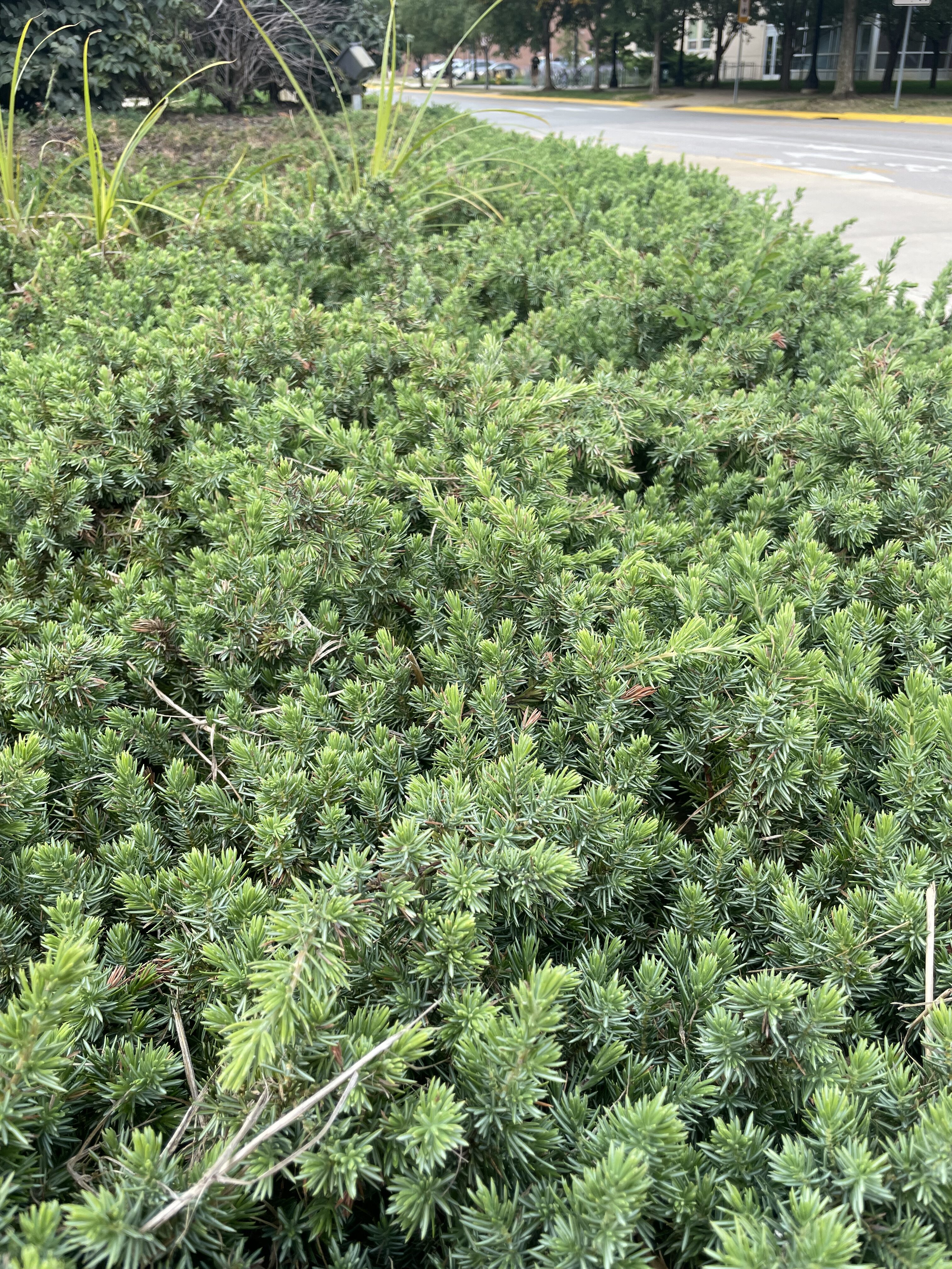 Juniperus conferta ‘Blue Pacific’ – Purdue Arboretum Explorer