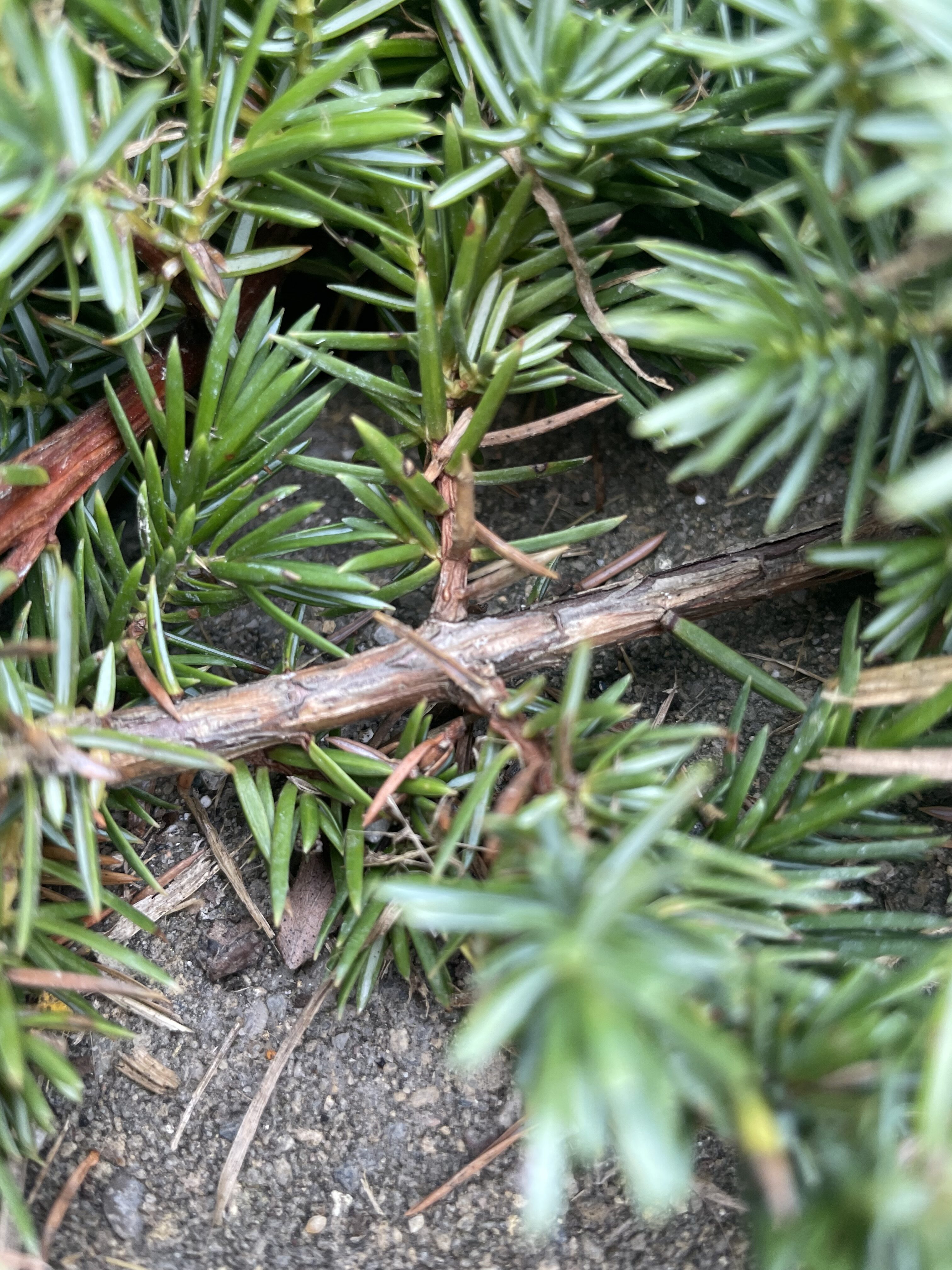 Juniperus conferta ‘Blue Pacific’ – Purdue Arboretum Explorer