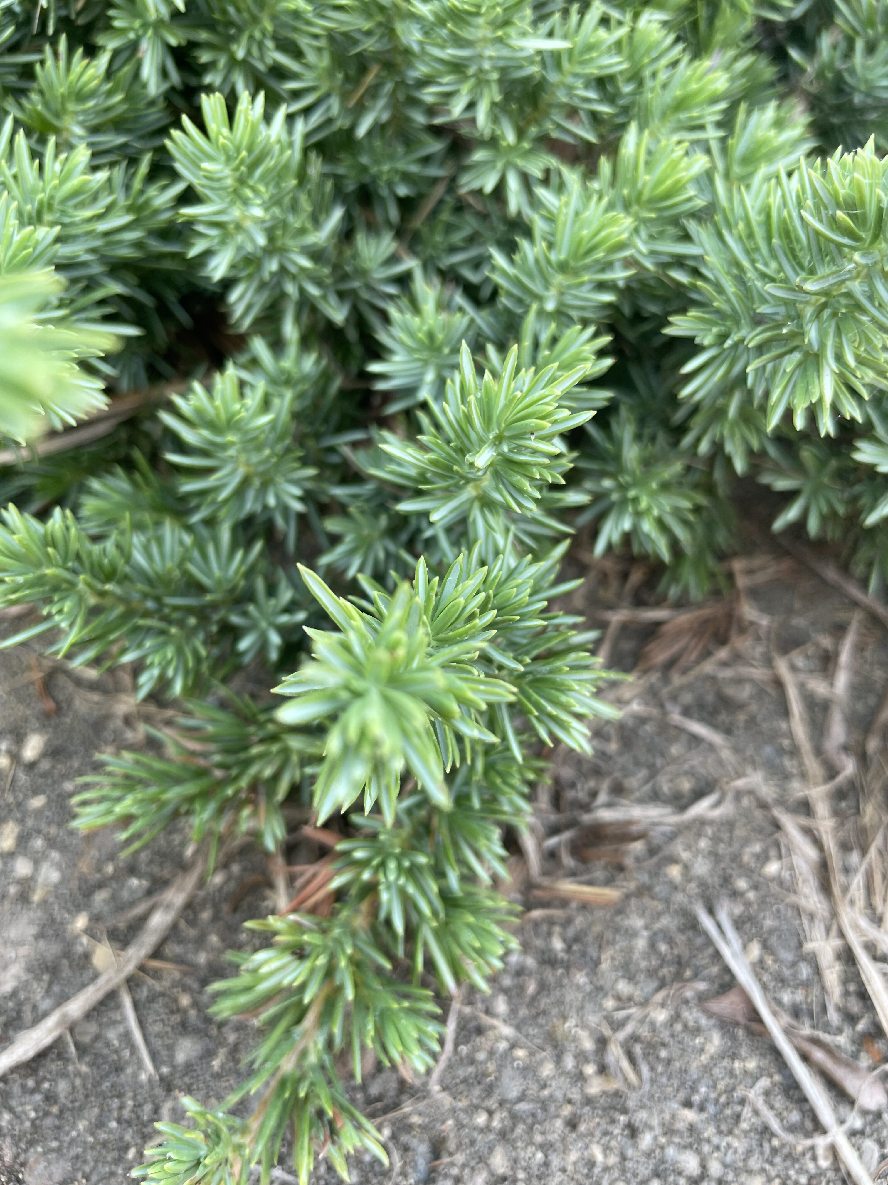 Juniperus conferta ‘Blue Pacific’ – Purdue Arboretum Explorer