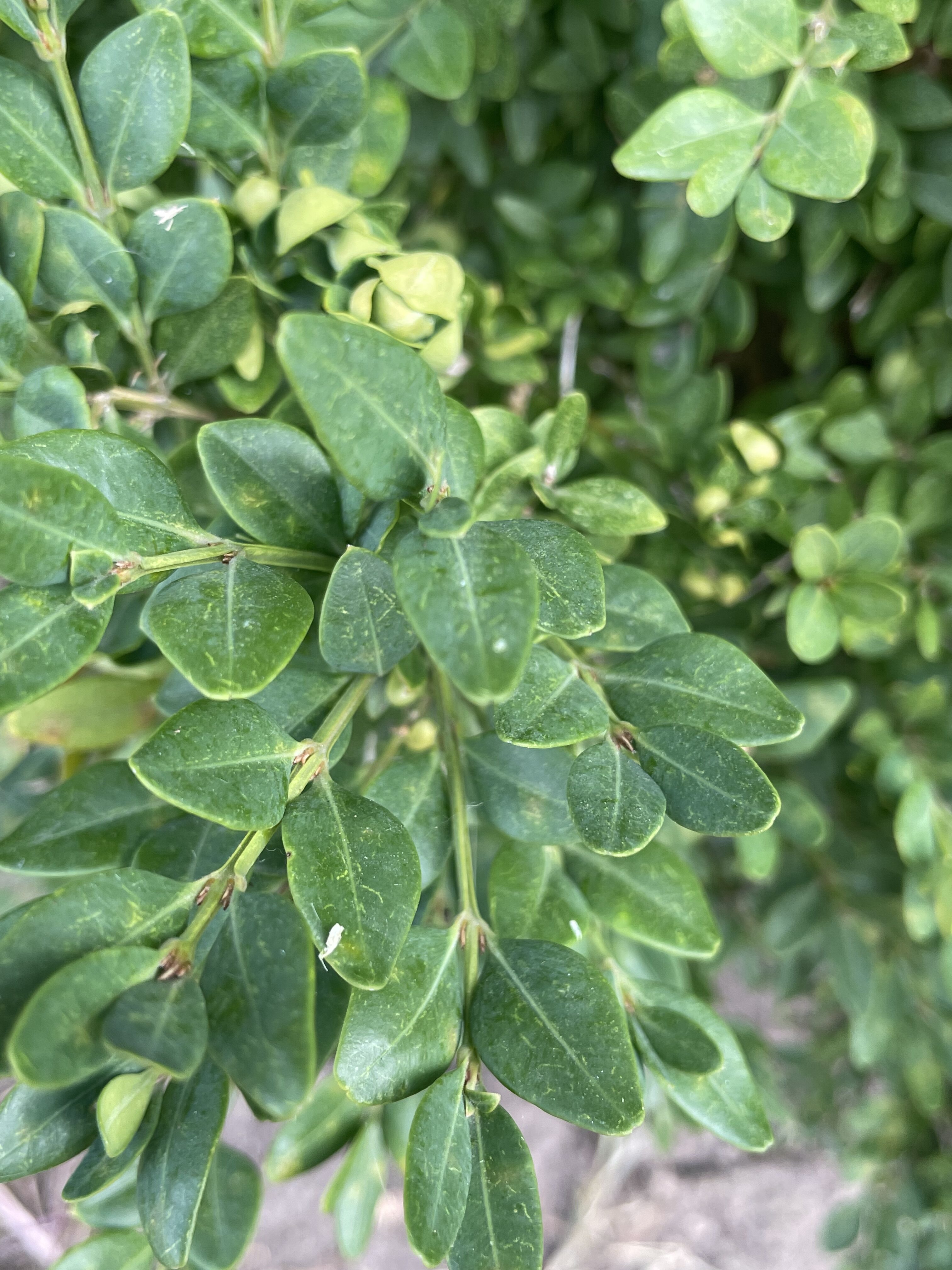 Buxus sp. – Purdue Arboretum Explorer