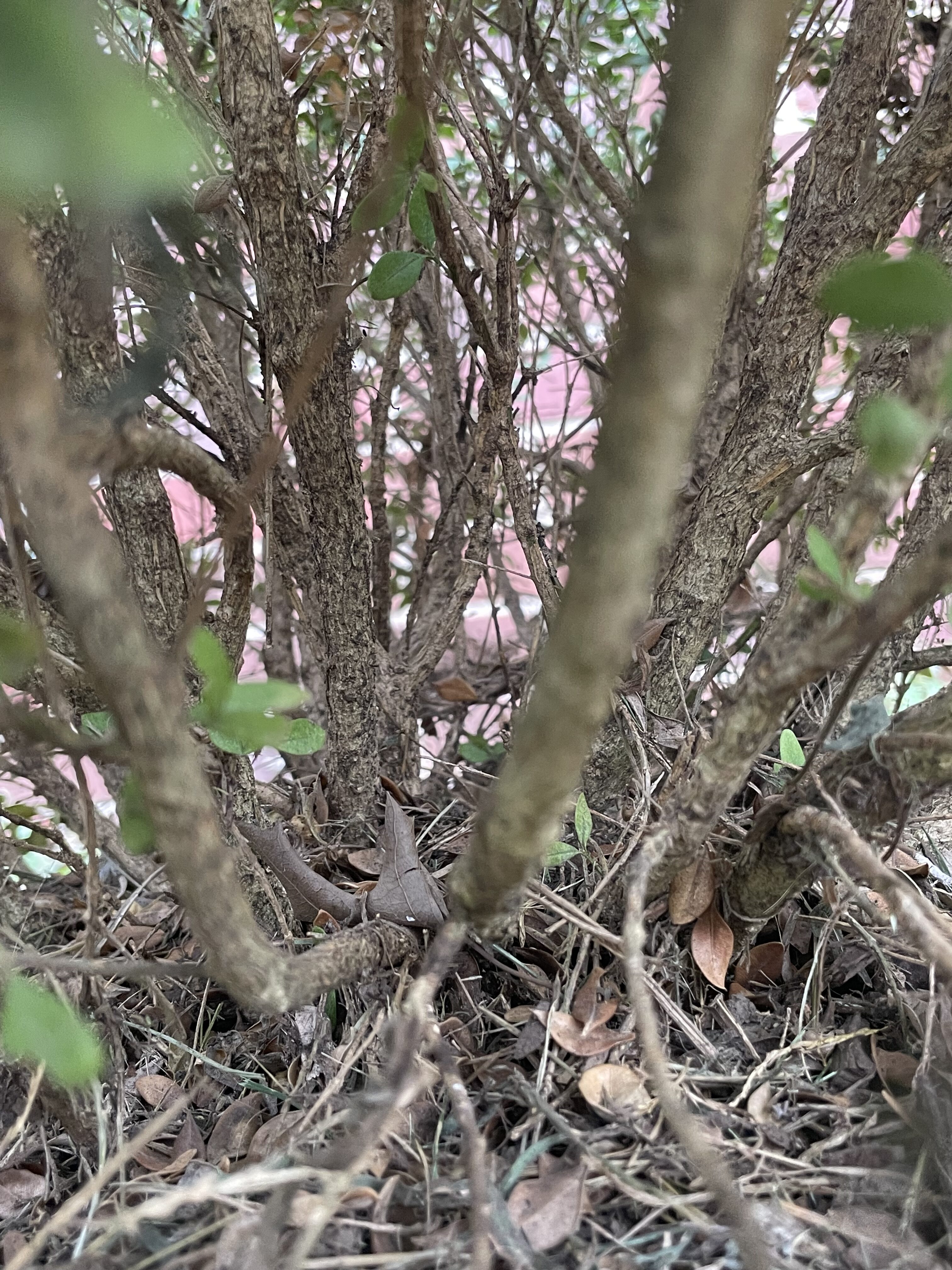 Buxus sp. – Purdue Arboretum Explorer