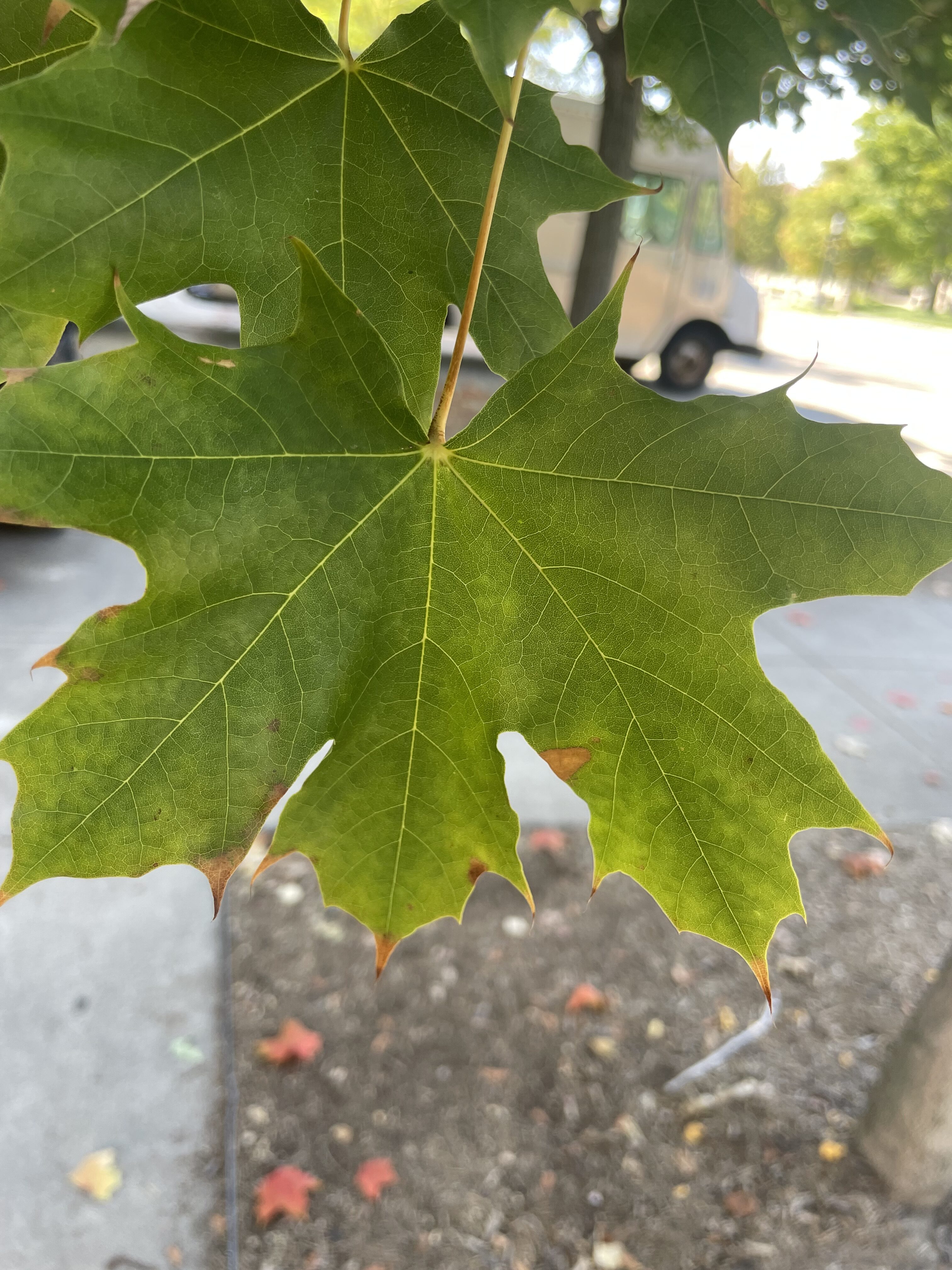 Acer × ‘Warrenred’ [sold as Pacific Sunset®] – Purdue Arboretum Explorer