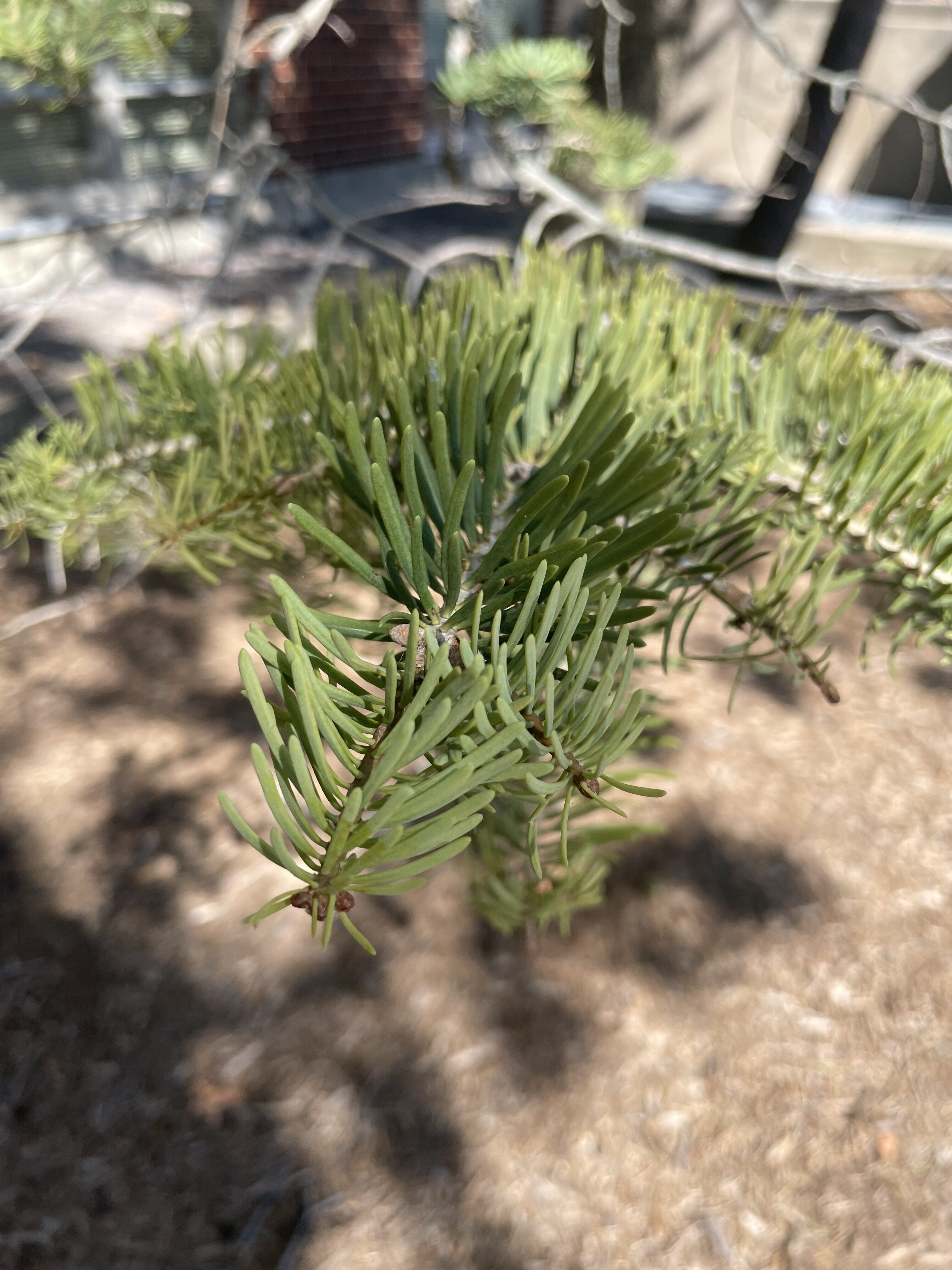 Abies sp. – Purdue Arboretum Explorer