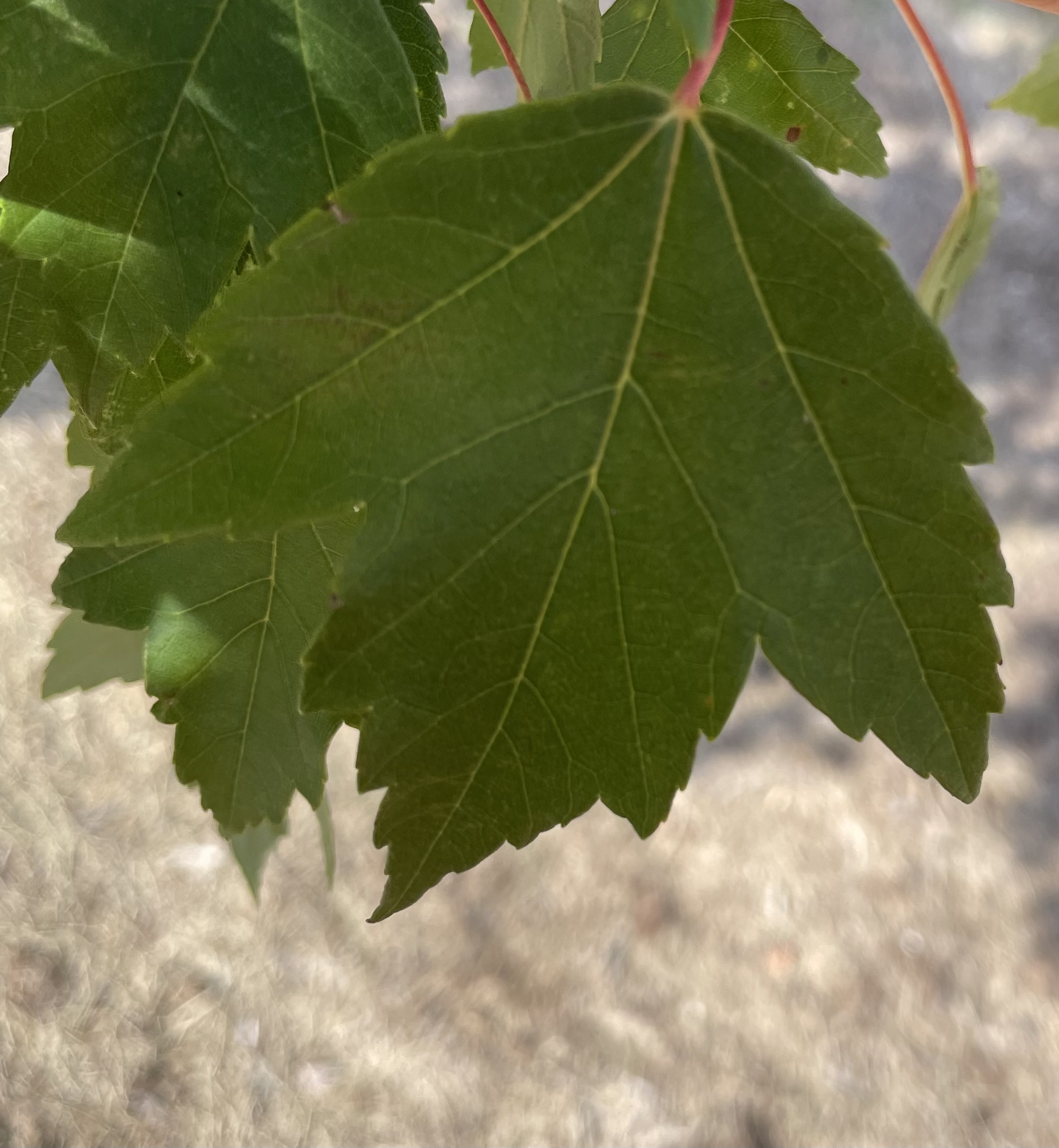 Acer rubrum ‘Sun Valley’ – Purdue Arboretum Explorer