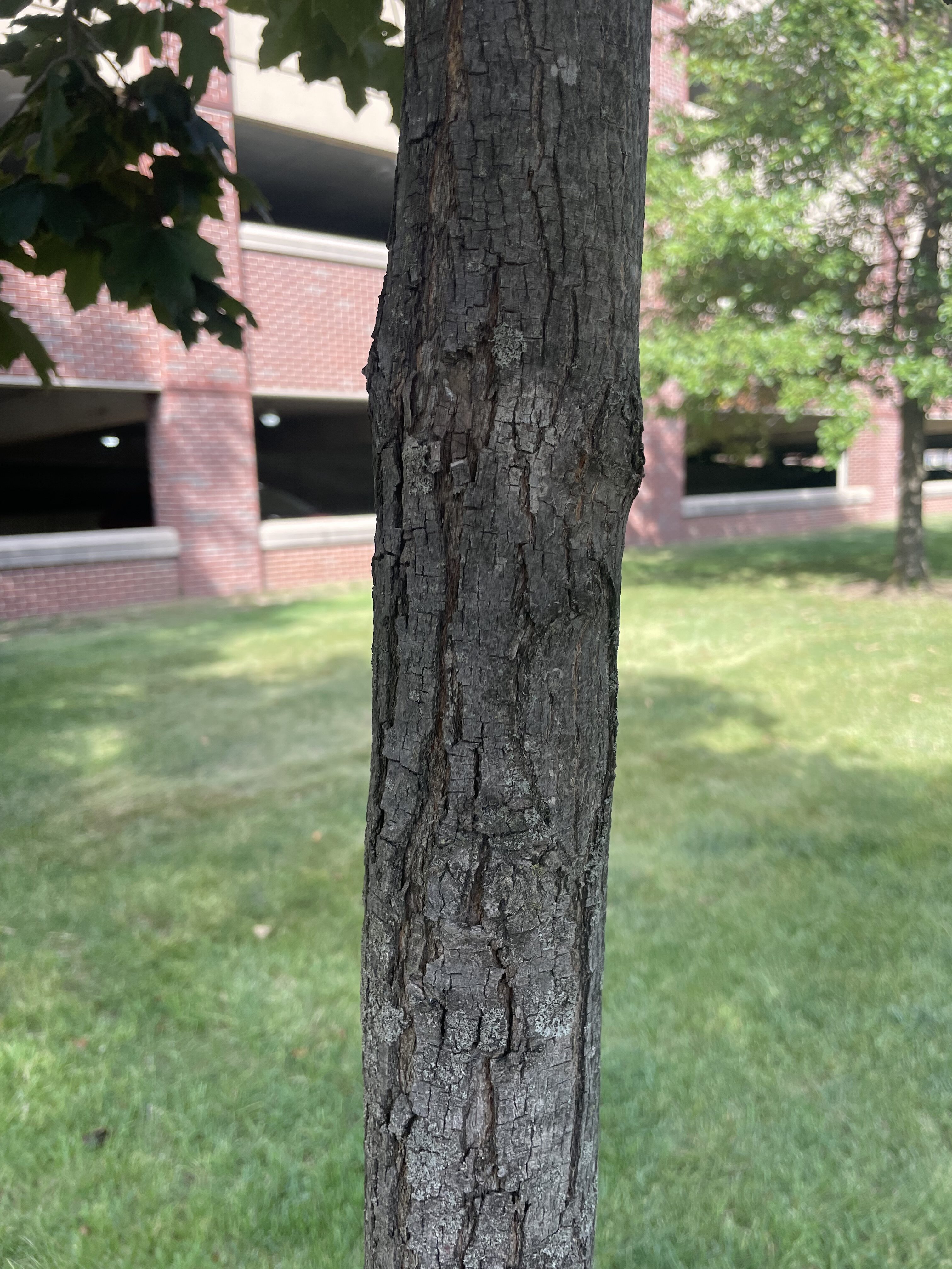 Acer platanoides ‘Crimson King’ – Purdue Arboretum Explorer