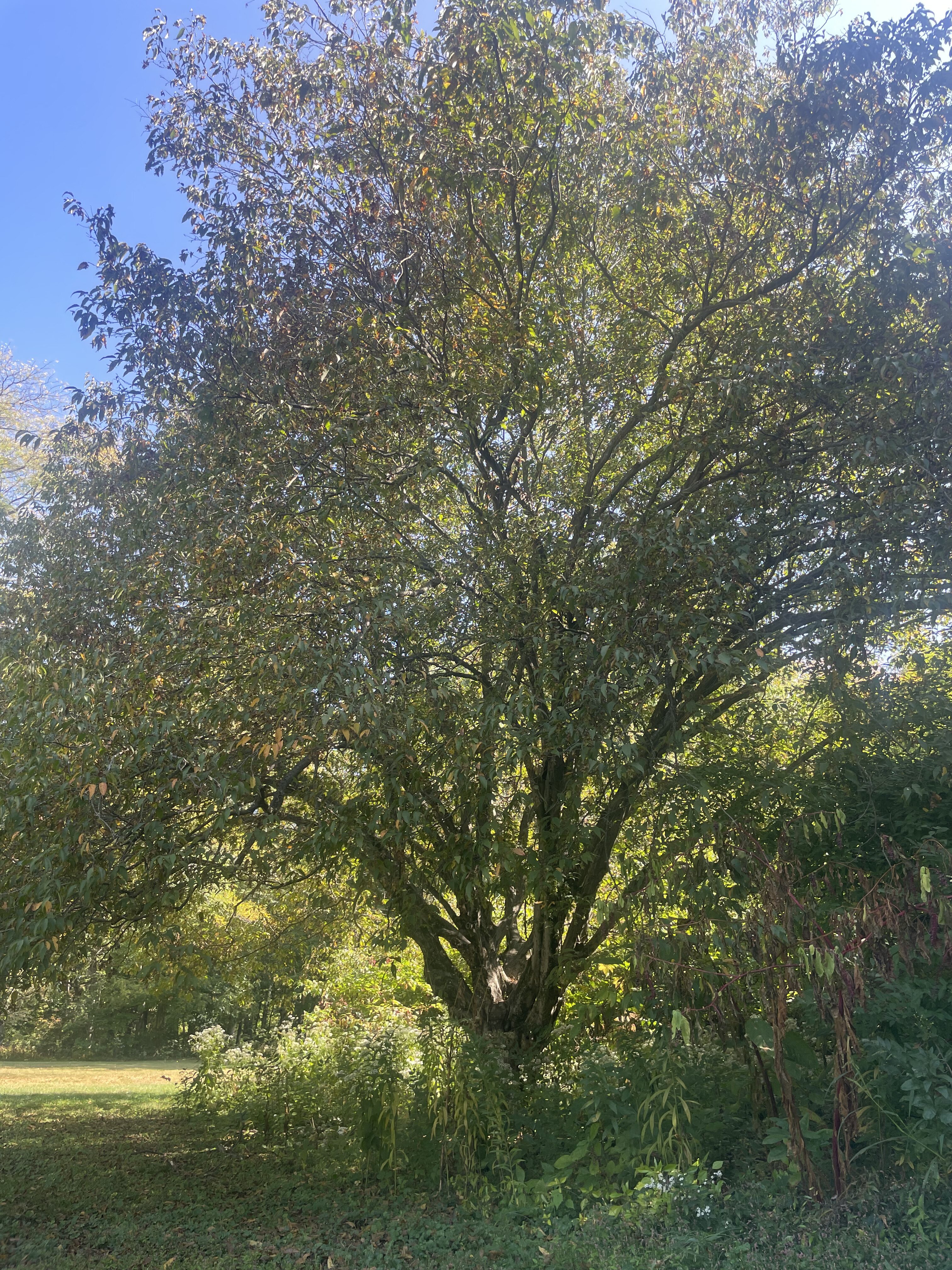 Carpinus caroliniana ‘Ames 32093’ – Purdue Arboretum Explorer