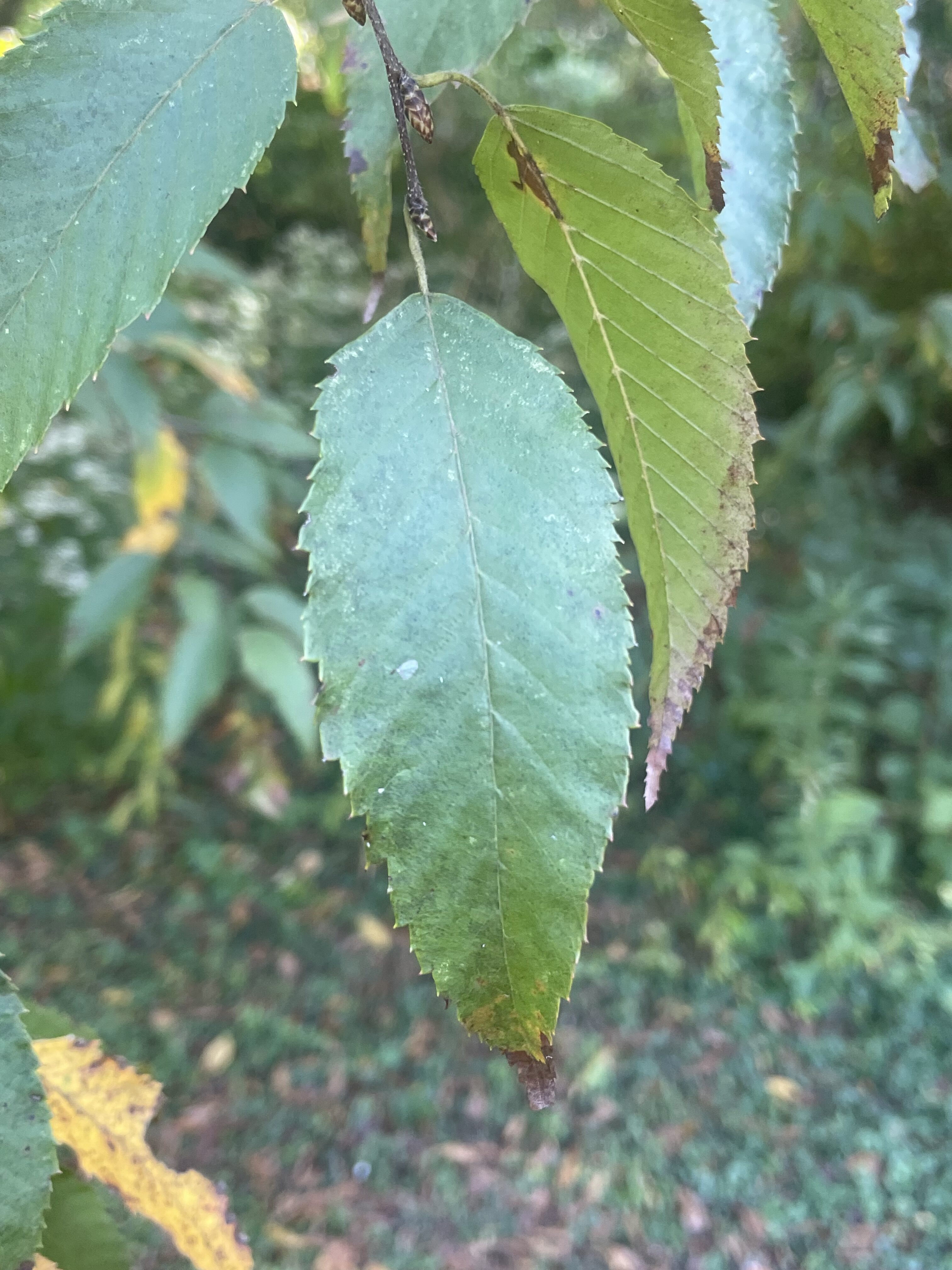 Carpinus caroliniana ‘Ames 32093’ – Purdue Arboretum Explorer