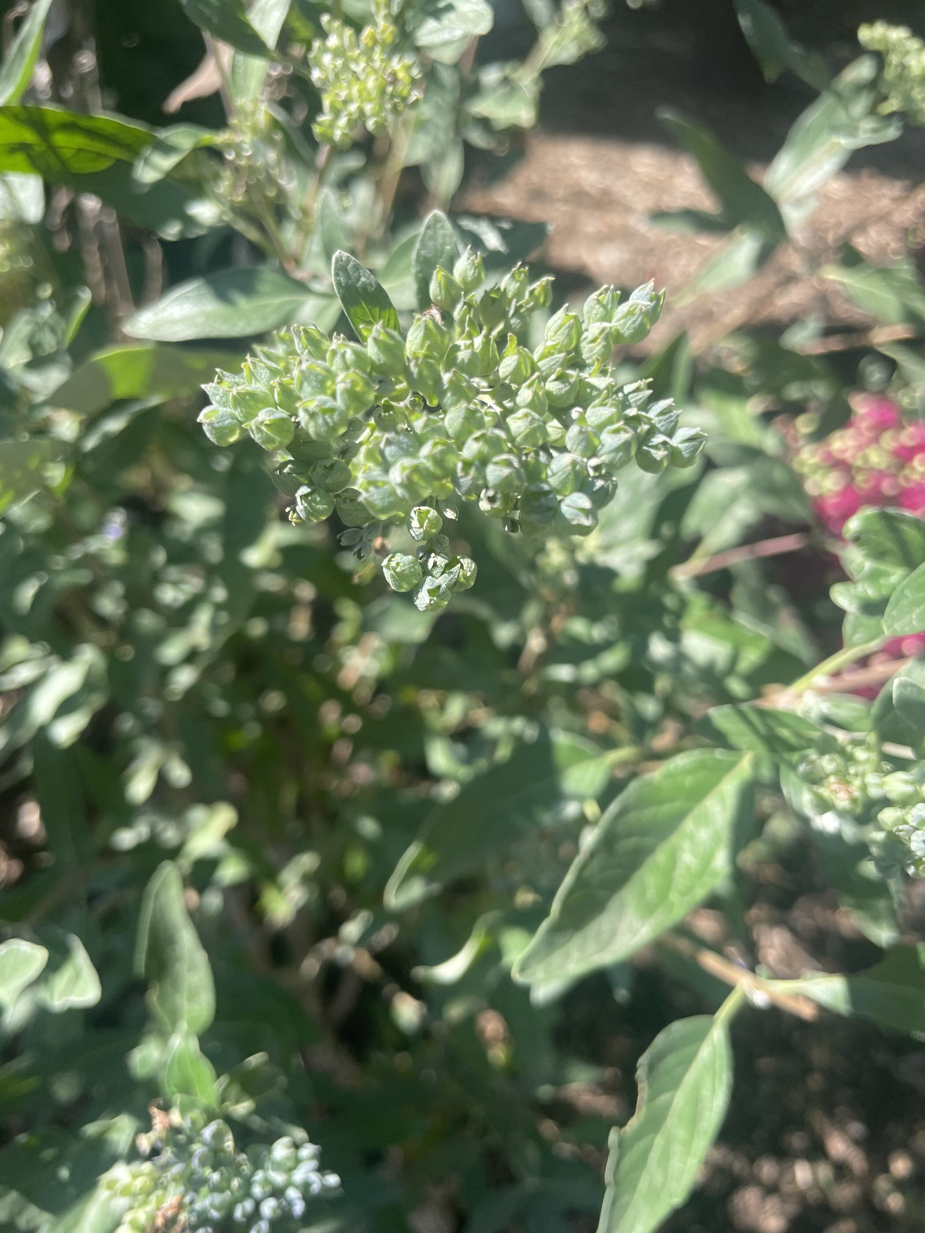 Caryopteris × clandonensis ‘Dark Knight’ – Purdue Arboretum Explorer