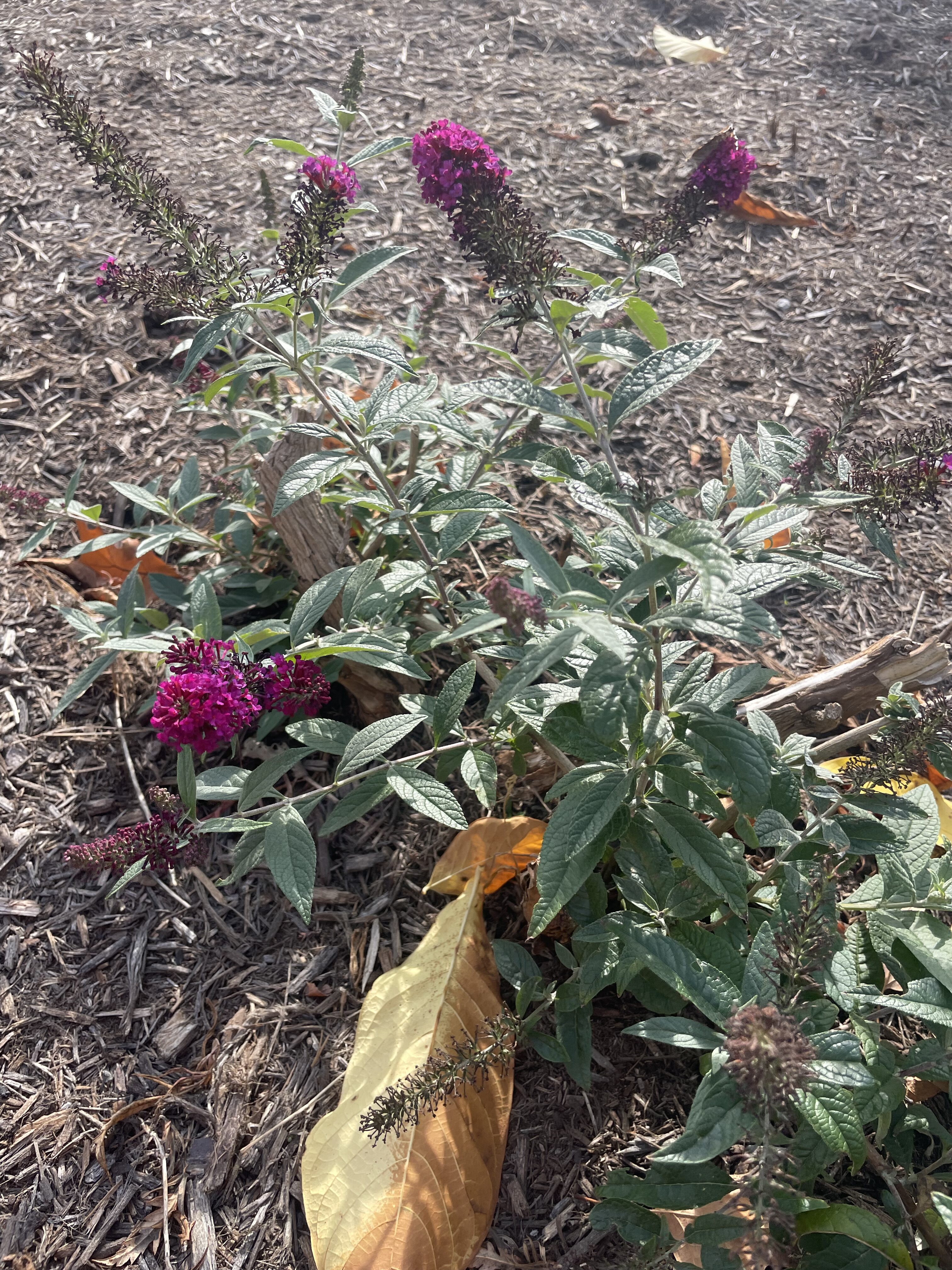 Buddleia davidii ‘Tobudpipur’ [sold as Buzz Magenta] – Purdue Arboretum ...
