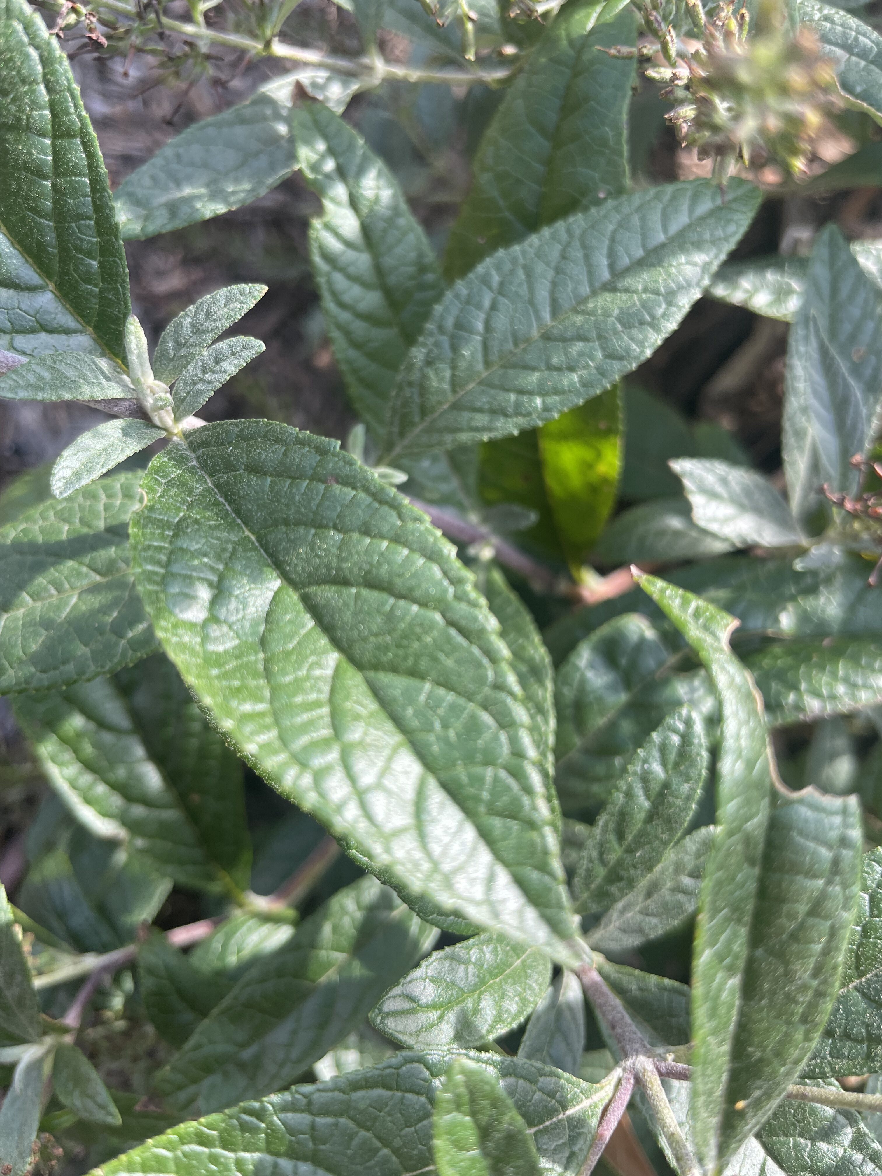 Buddleia davidii ‘Tobudpipur’ [sold as Buzz Magenta] – Purdue Arboretum ...