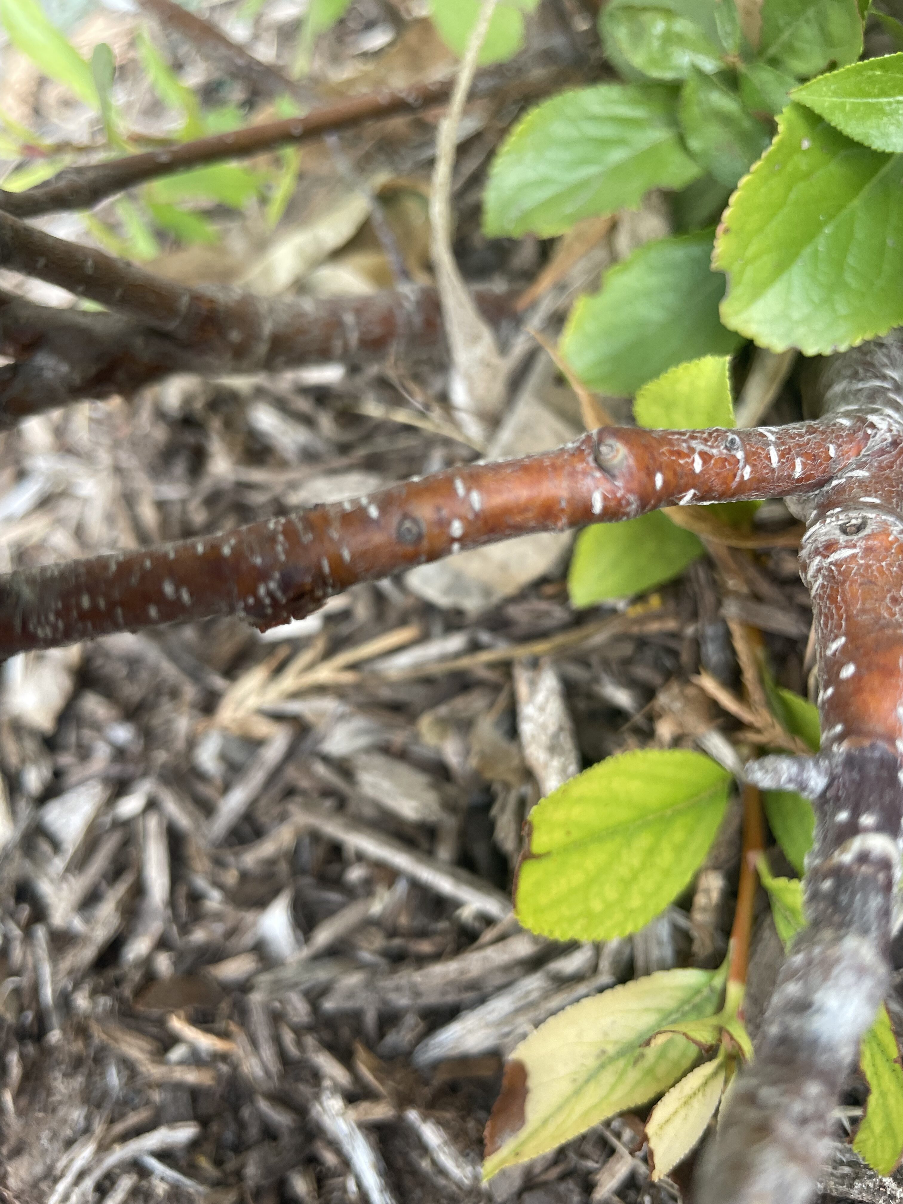 Aronia melanocarpa ‘Morton’ [sold as Iroquis Beauty™] – Purdue ...