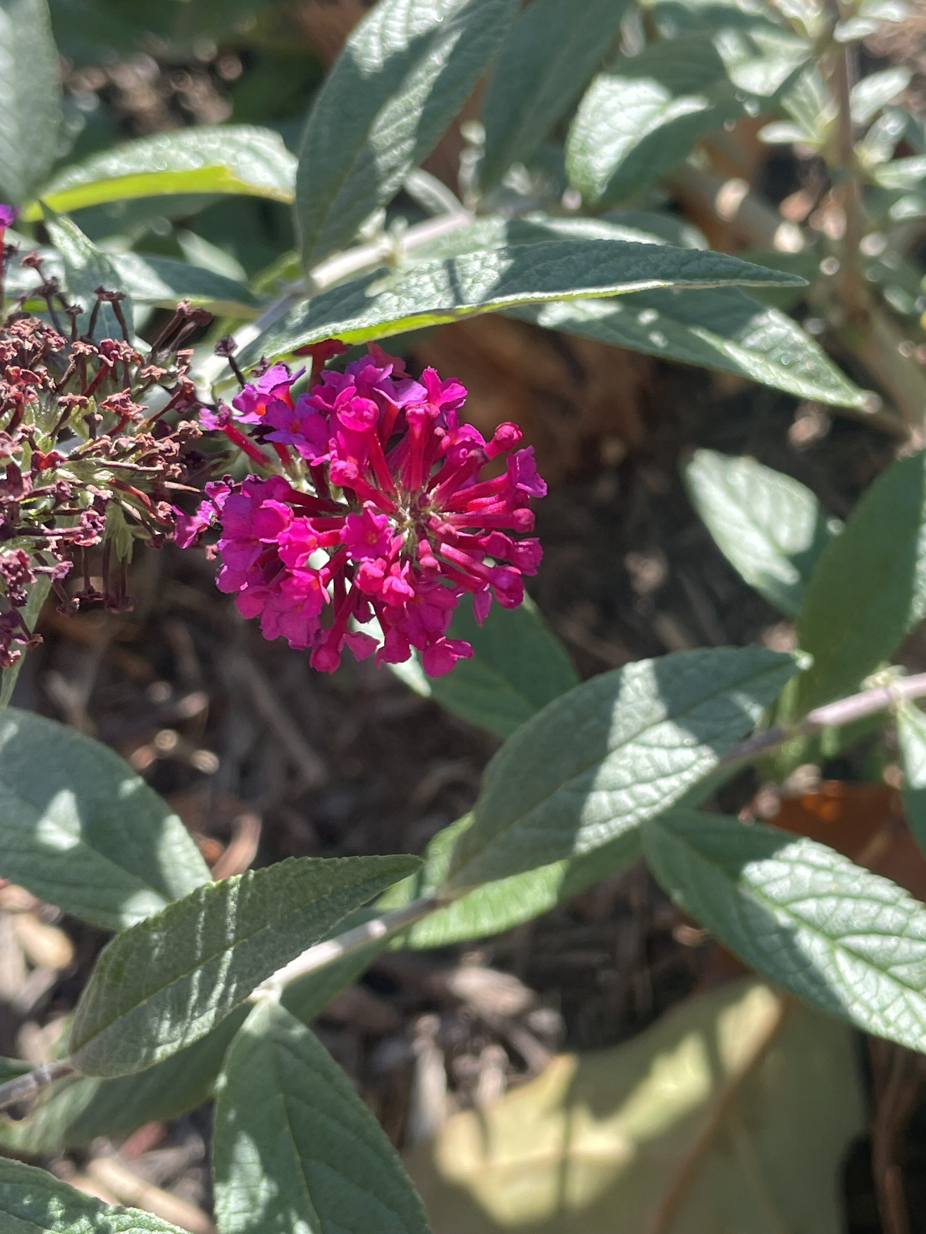 Buddleia davidii ‘Tobudpipur’ [sold as Buzz Magenta] – Purdue Arboretum ...