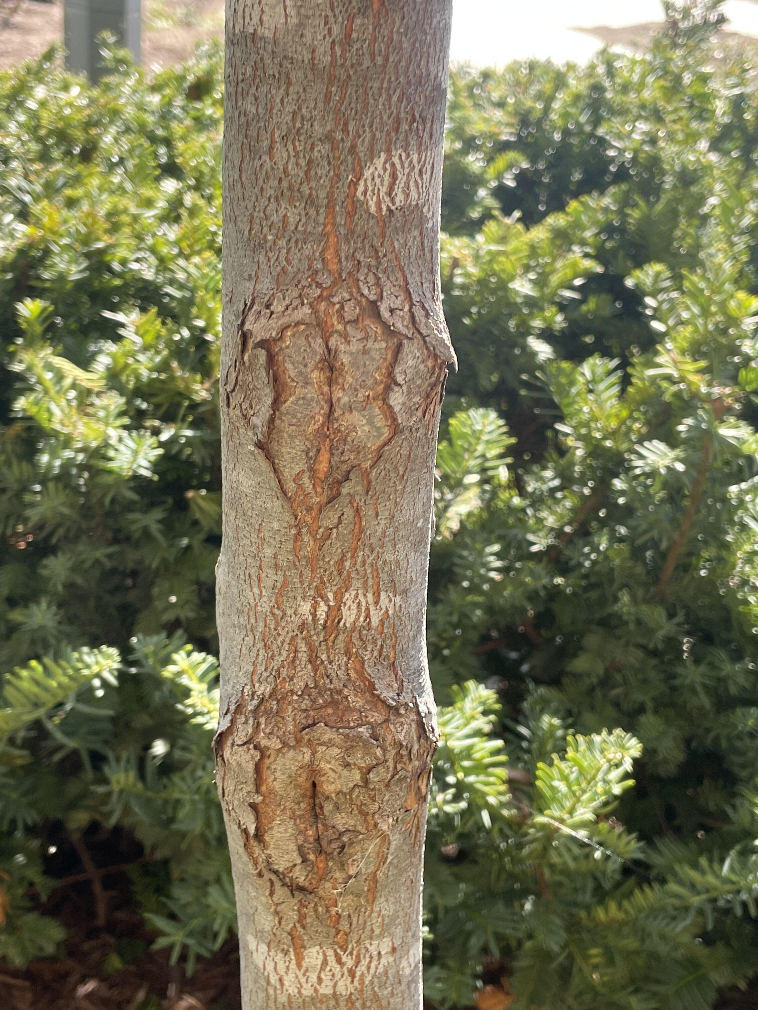 Cercis canadensis ‘Royal White’ – Purdue Arboretum Explorer