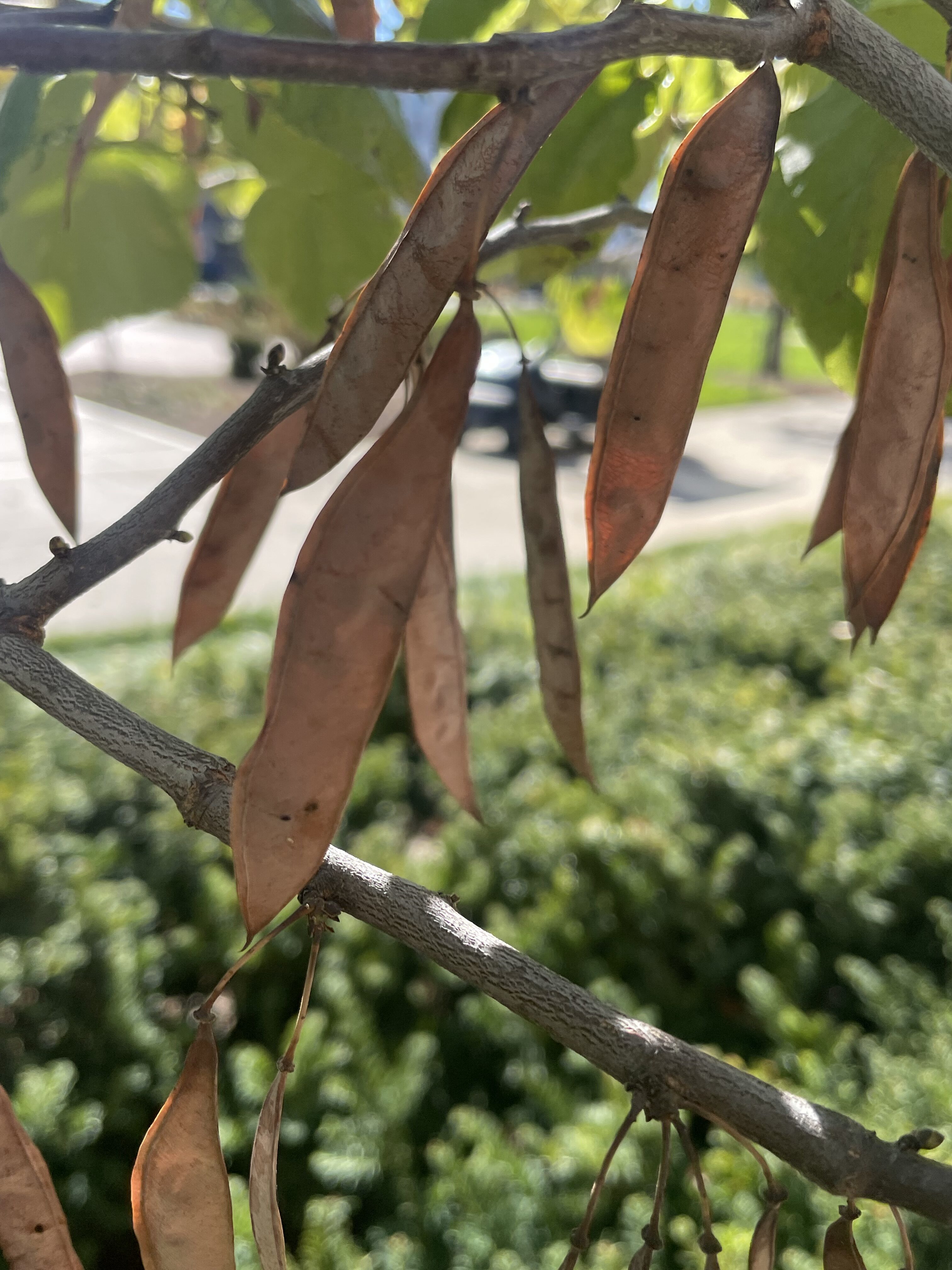 Cercis canadensis ‘Royal White’ – Purdue Arboretum Explorer