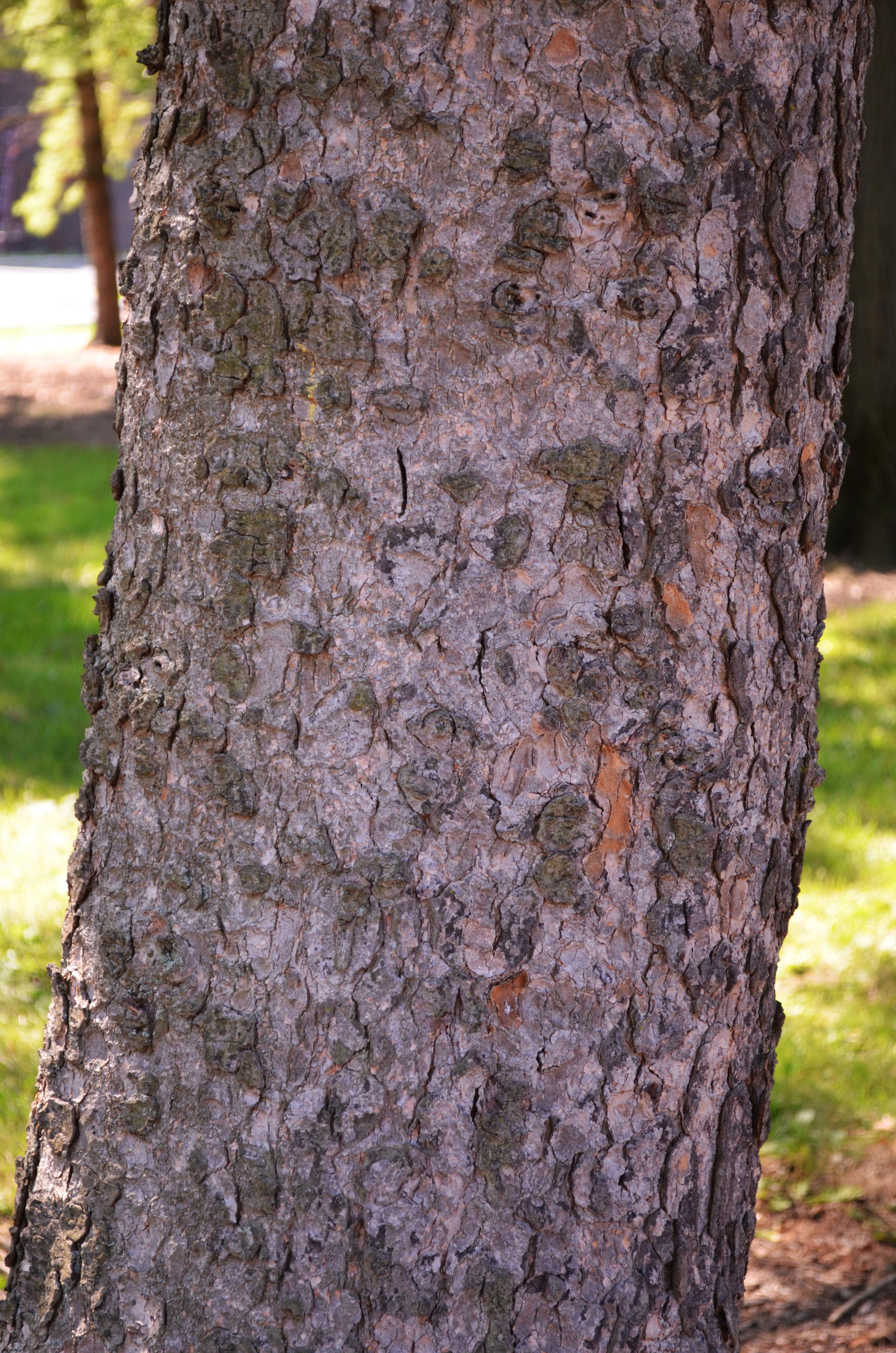 Abies homolepis – Purdue Arboretum Explorer