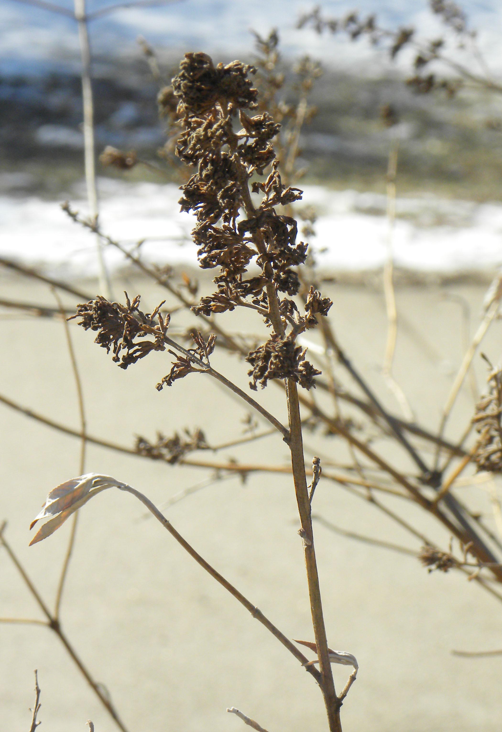Buddleia davidii – Purdue Arboretum Explorer
