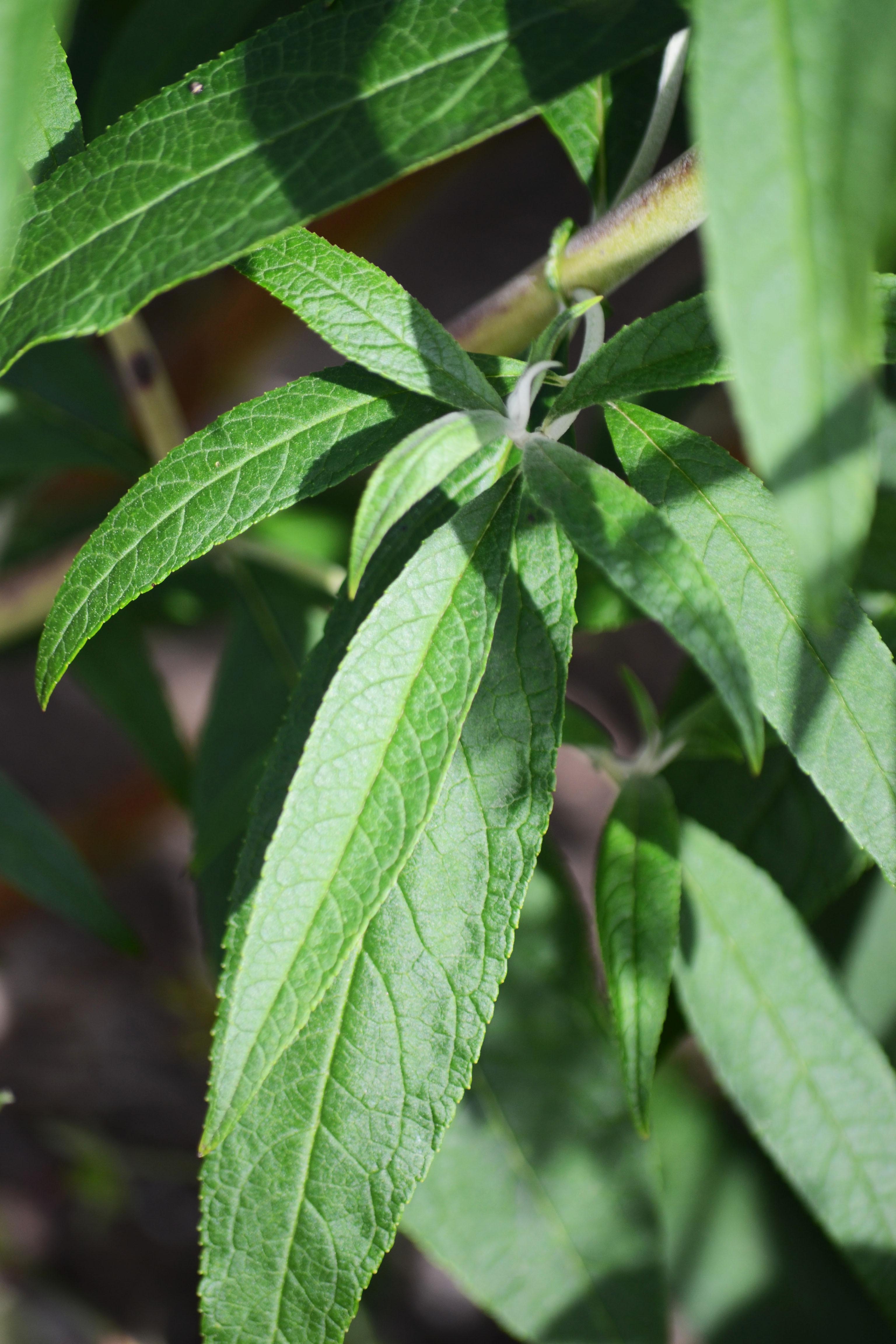 Buddleia davidii – Purdue Arboretum Explorer