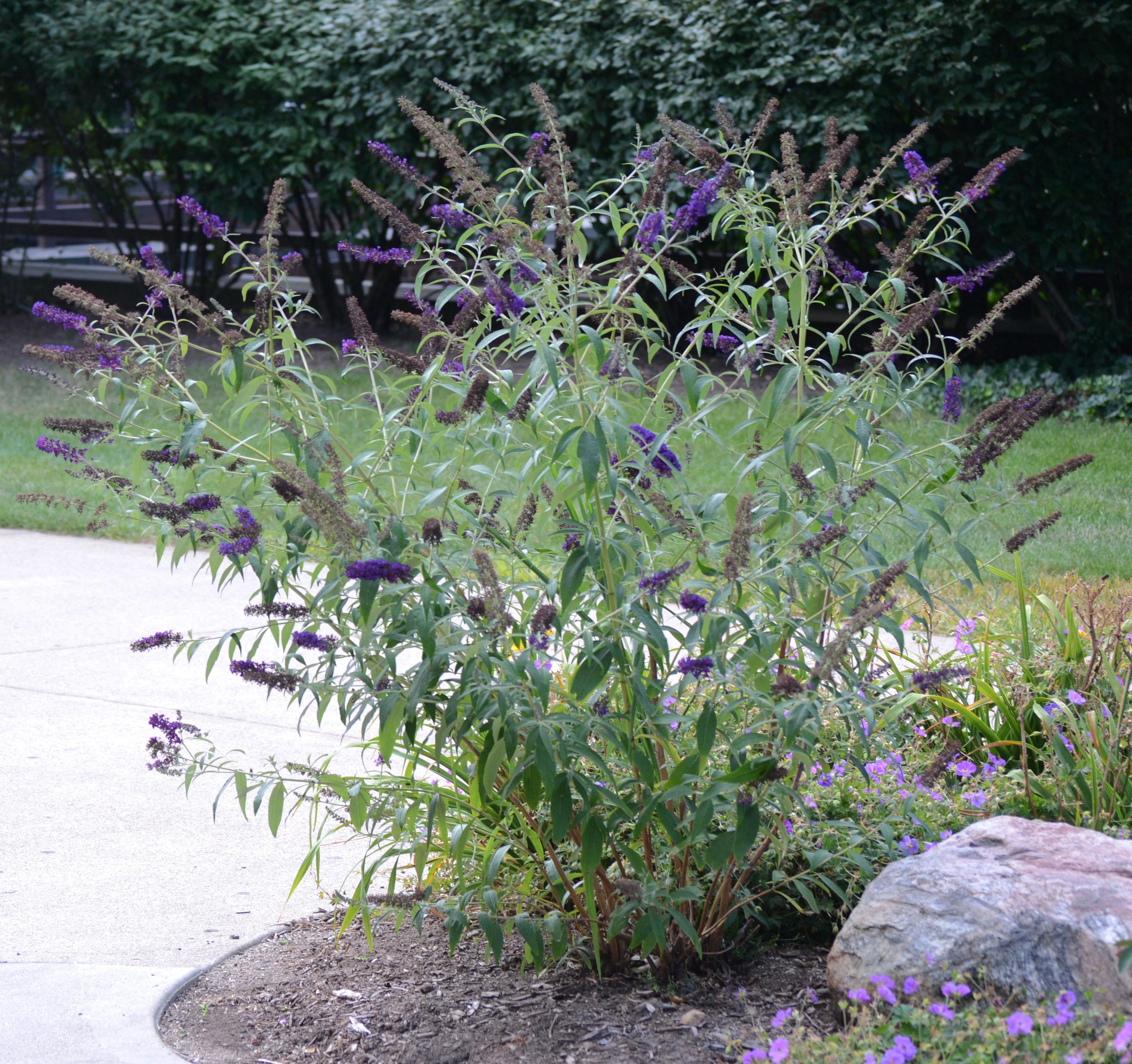 Buddleia davidii – Purdue Arboretum Explorer