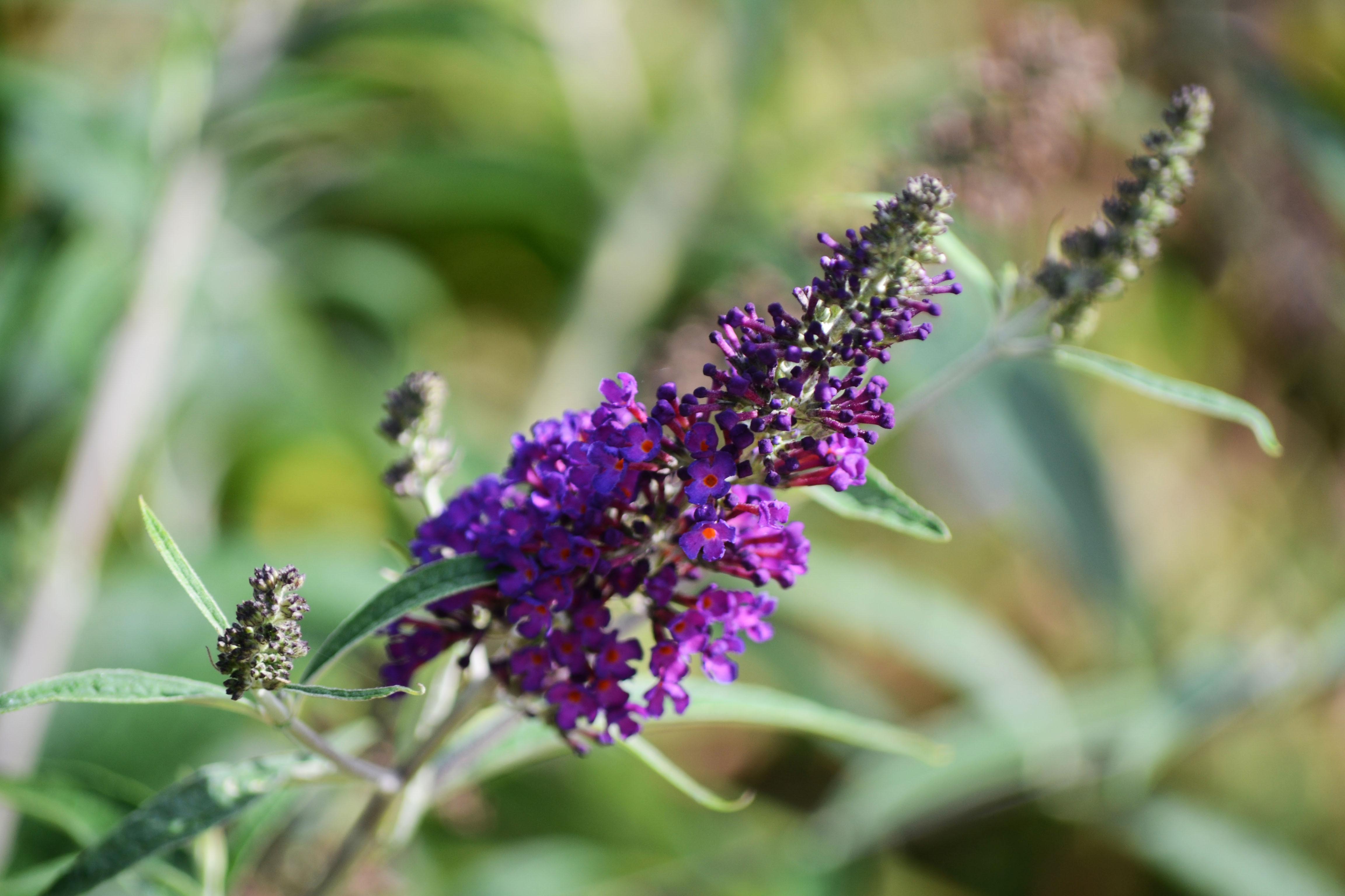 Buddleia davidii – Purdue Arboretum Explorer