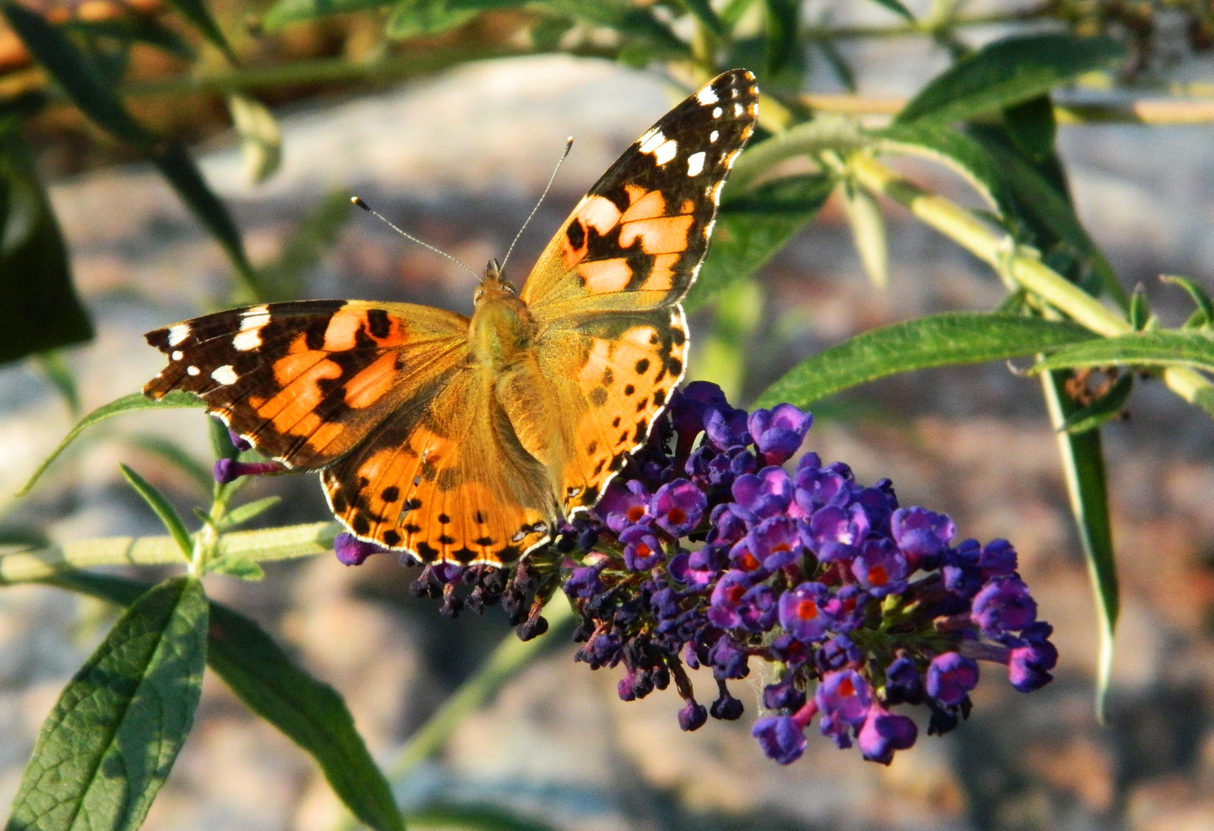 Buddleia davidii – Purdue Arboretum Explorer