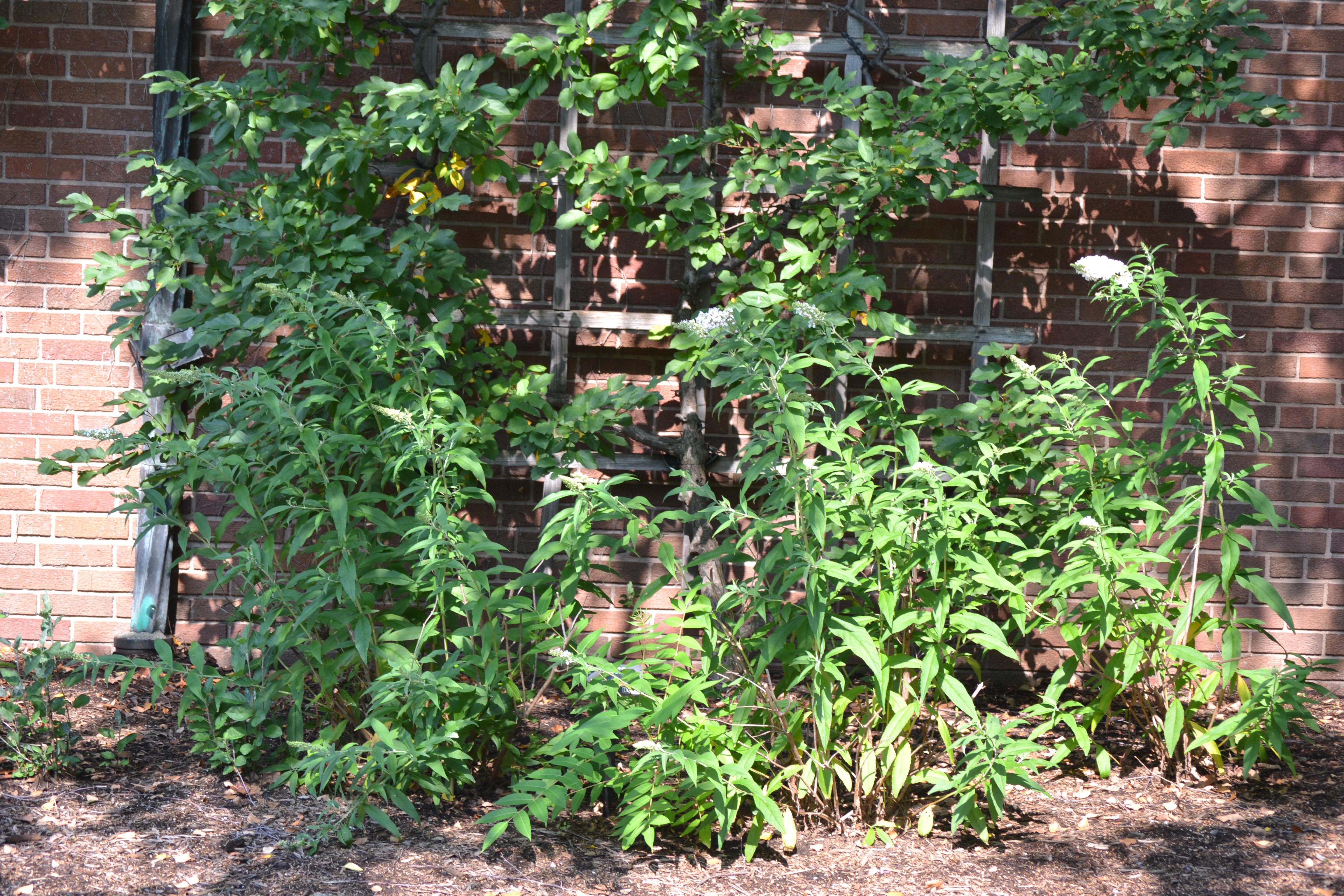 Buddleia davidii ‘White Profusion’ – Purdue Arboretum Explorer